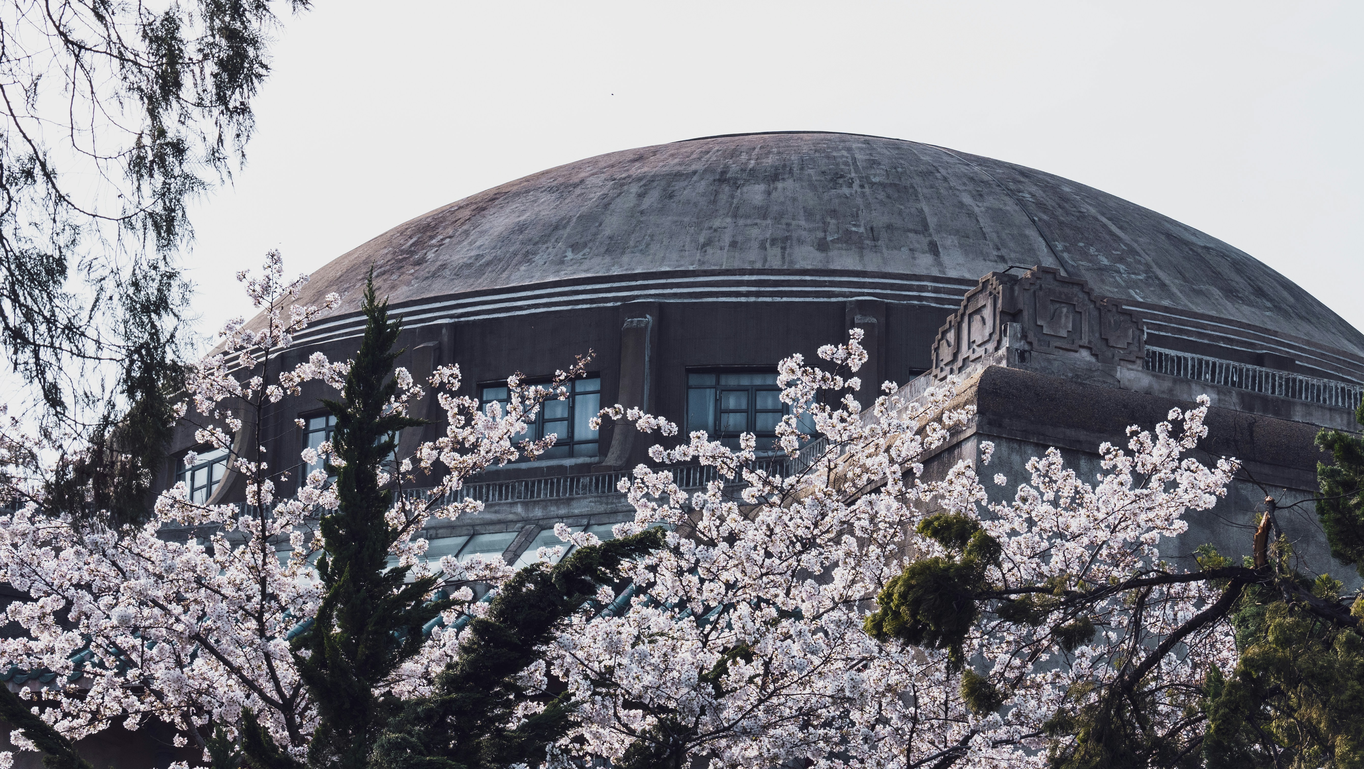 Dome Beneath Blossoms: A Quiet Collision of Architecture and Spring