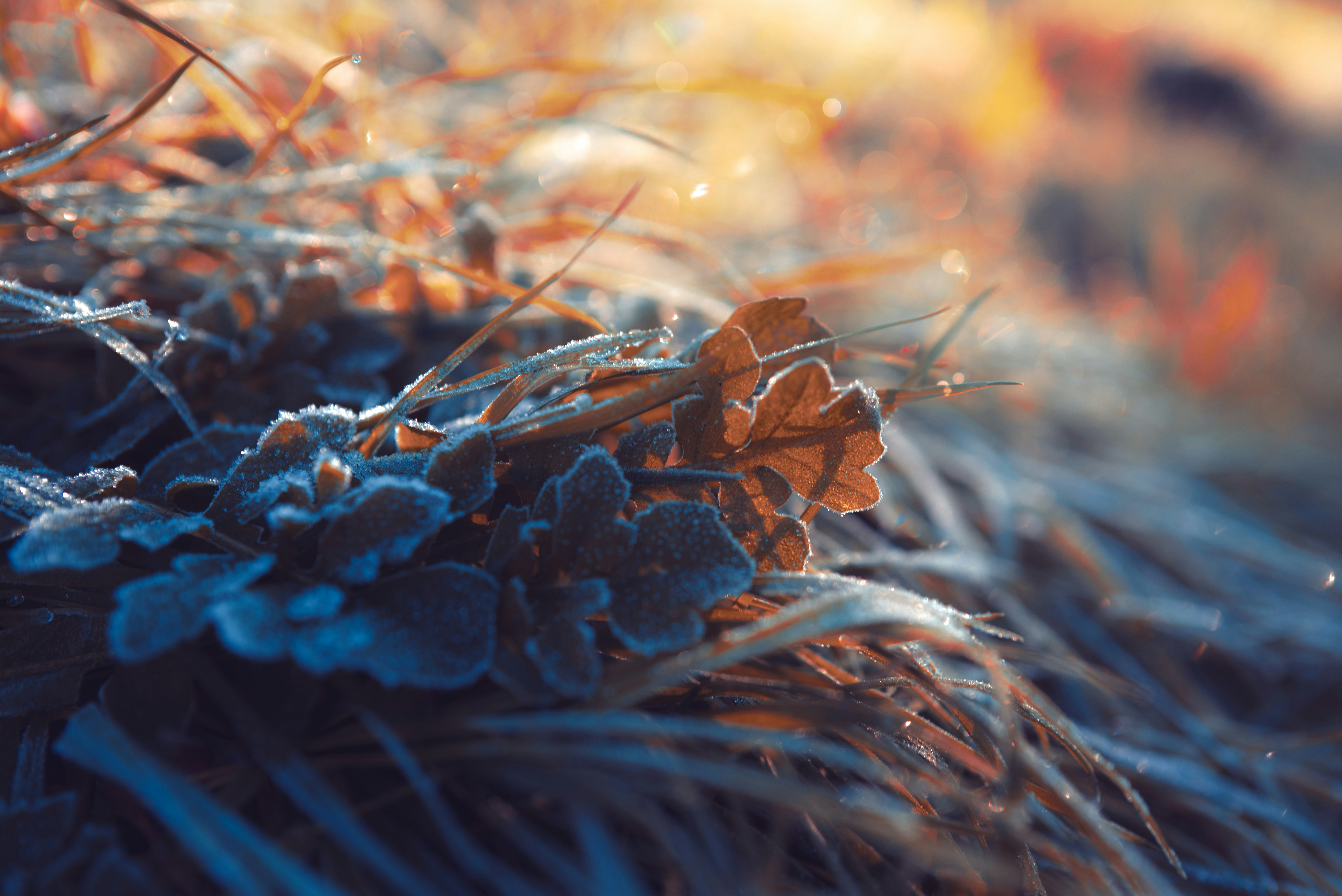 A close up of a plant with frost on it photo – Free Nature Image on ...