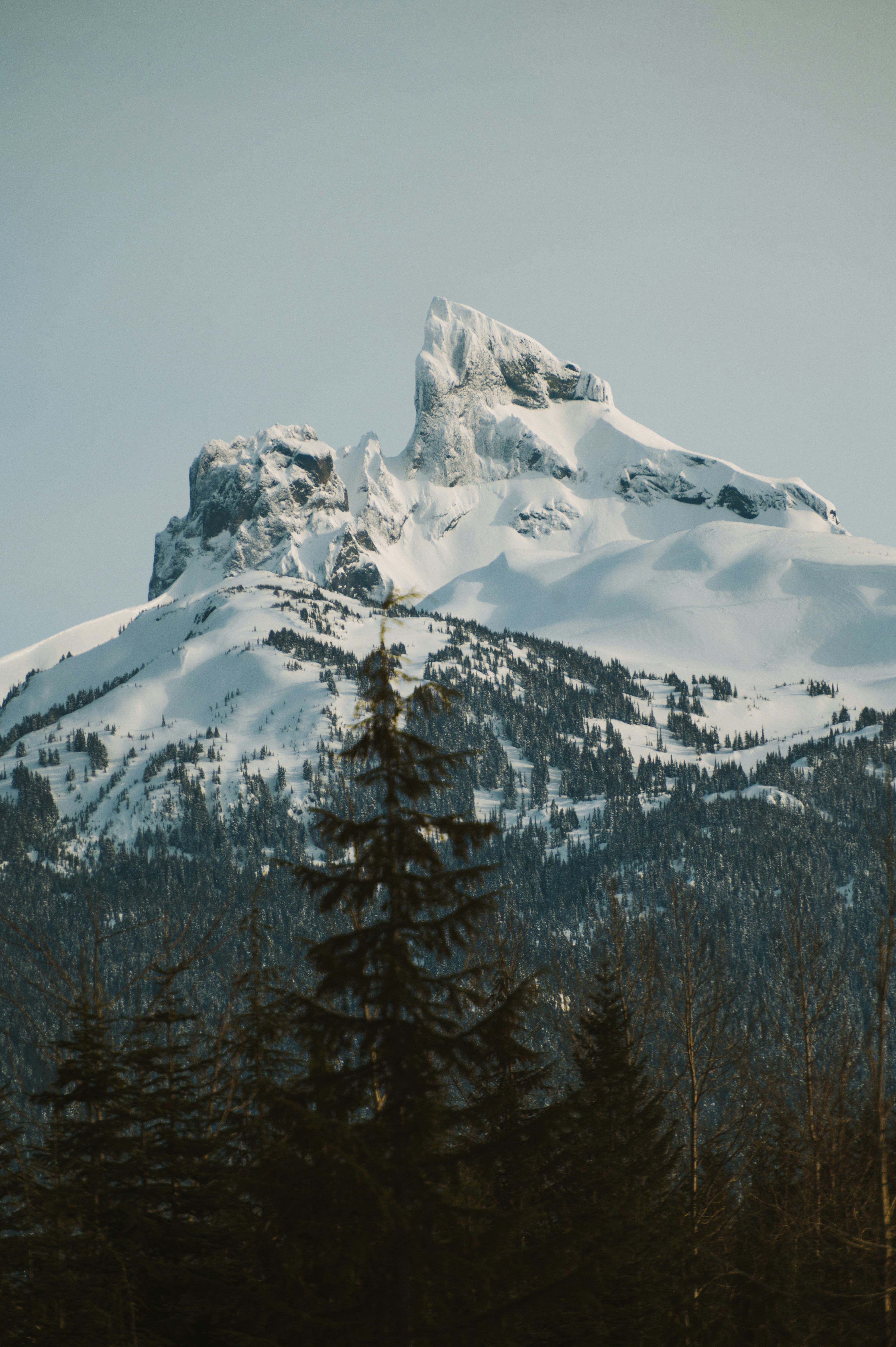 Crown of Ice Over a Pine Forest at First Light