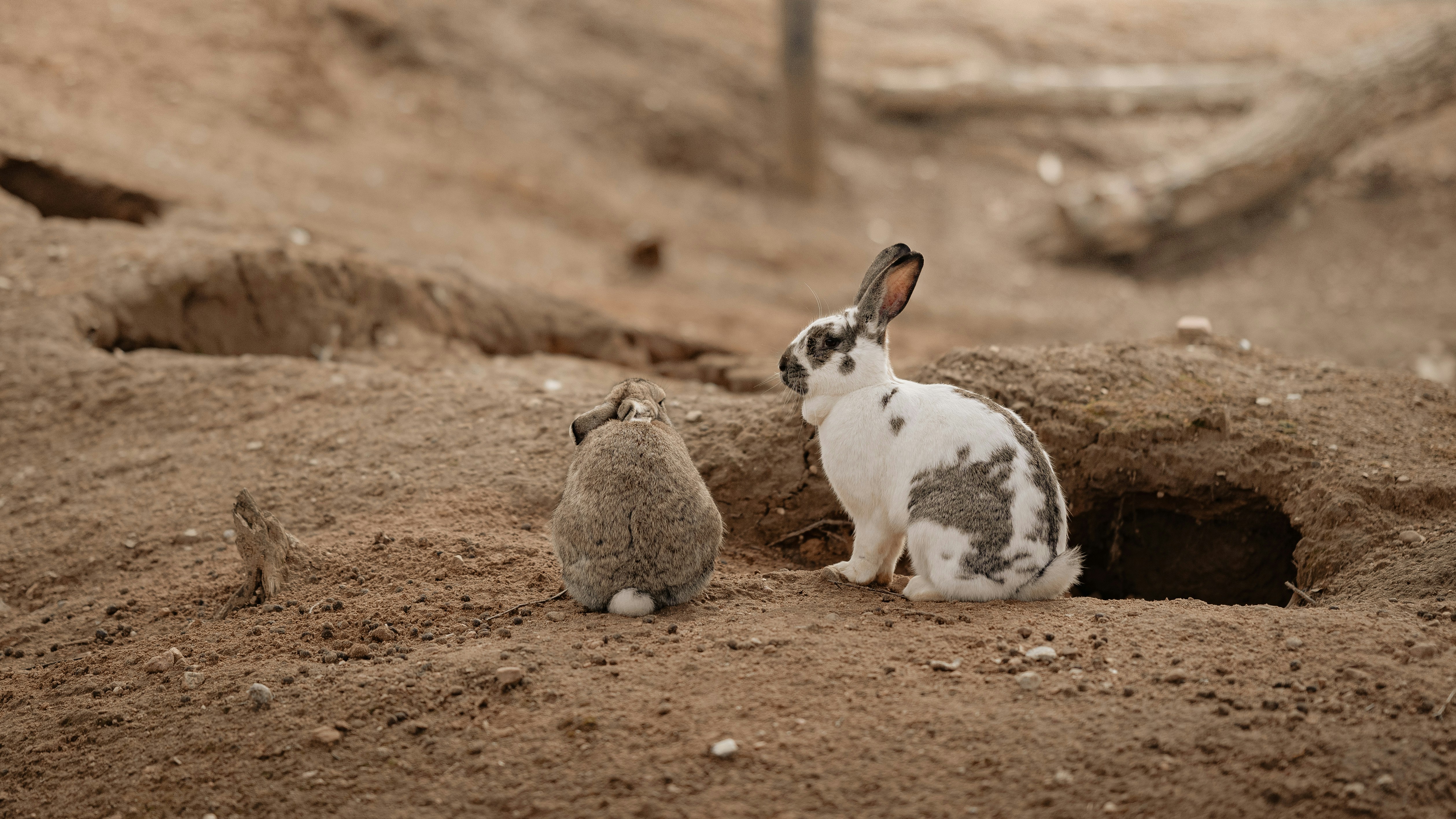 Dusty Ground Rendezvous: A white-and-gray rabbit surveys a companion by a burrow