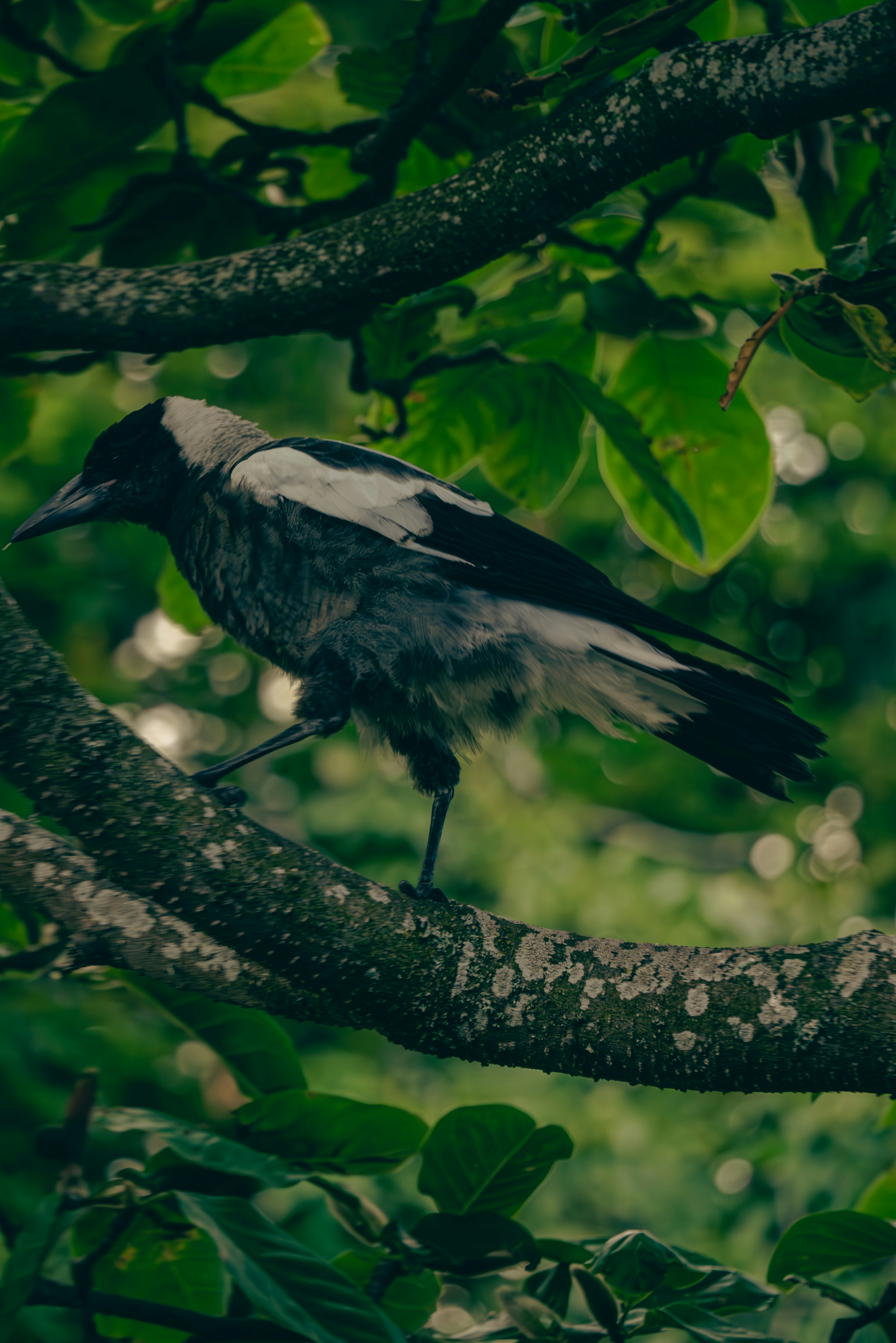 A crow navigating a branch adorned with lush green leaves, showcasing its distinctive black and white plumage against a blurred background.