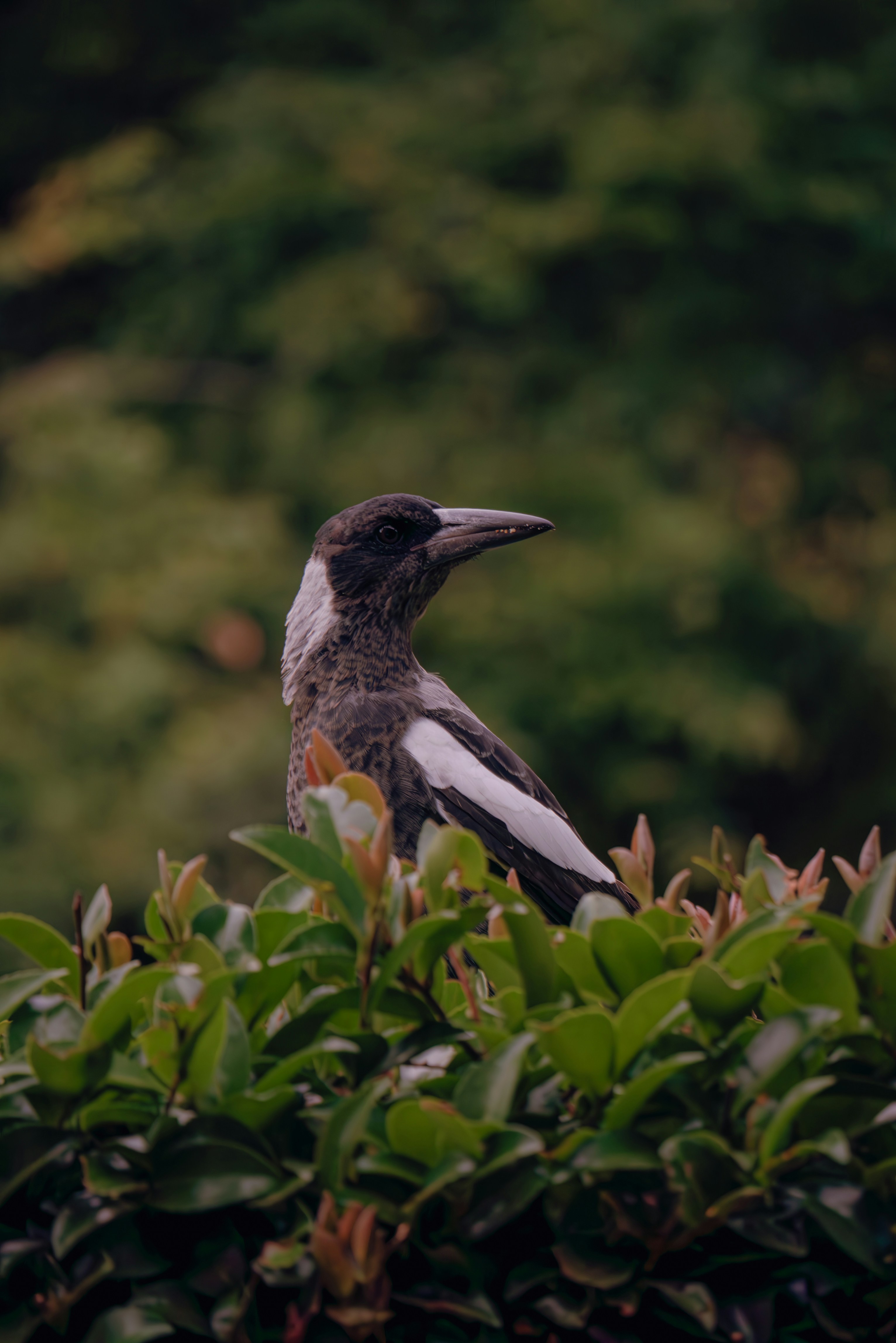 Elegantly Perched: A Long-Beaked Black-and-White Bird Amid Green Foliage