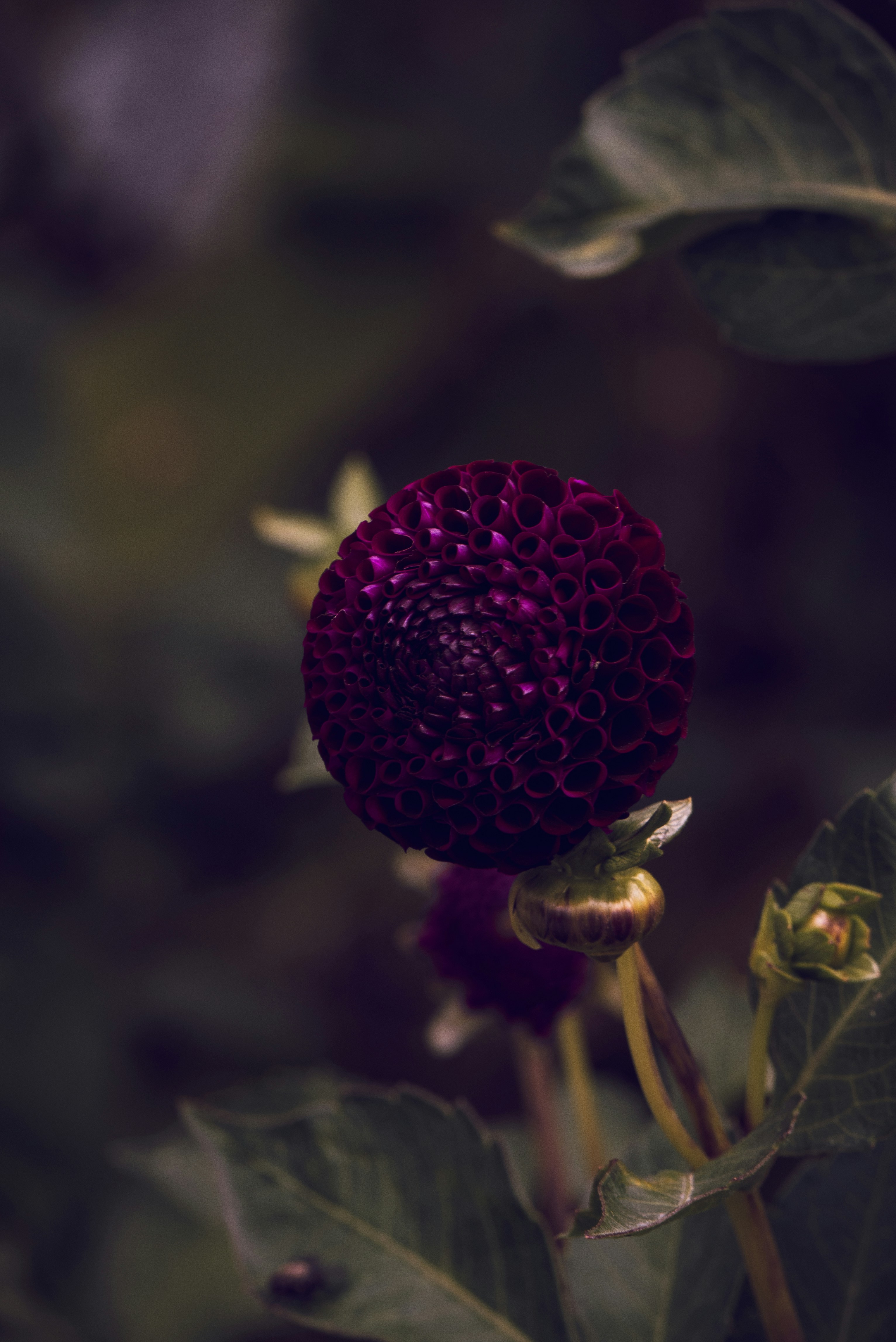 A close-up of a deep purple dahlia flower, showcasing its unique, textured petals against a blurred green backdrop.