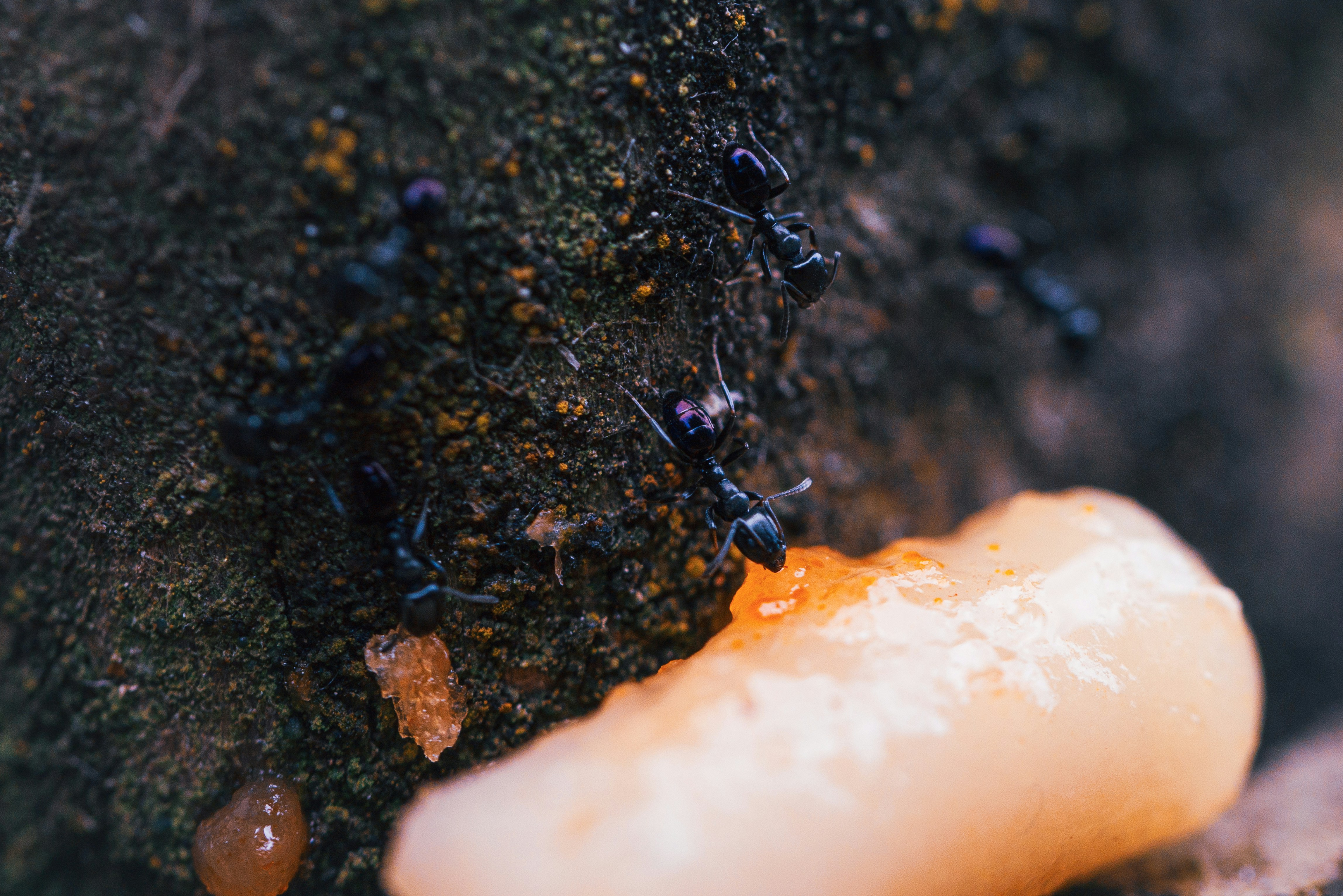 Ant Trail at the Resin Edge: Micro World on Damp Bark
