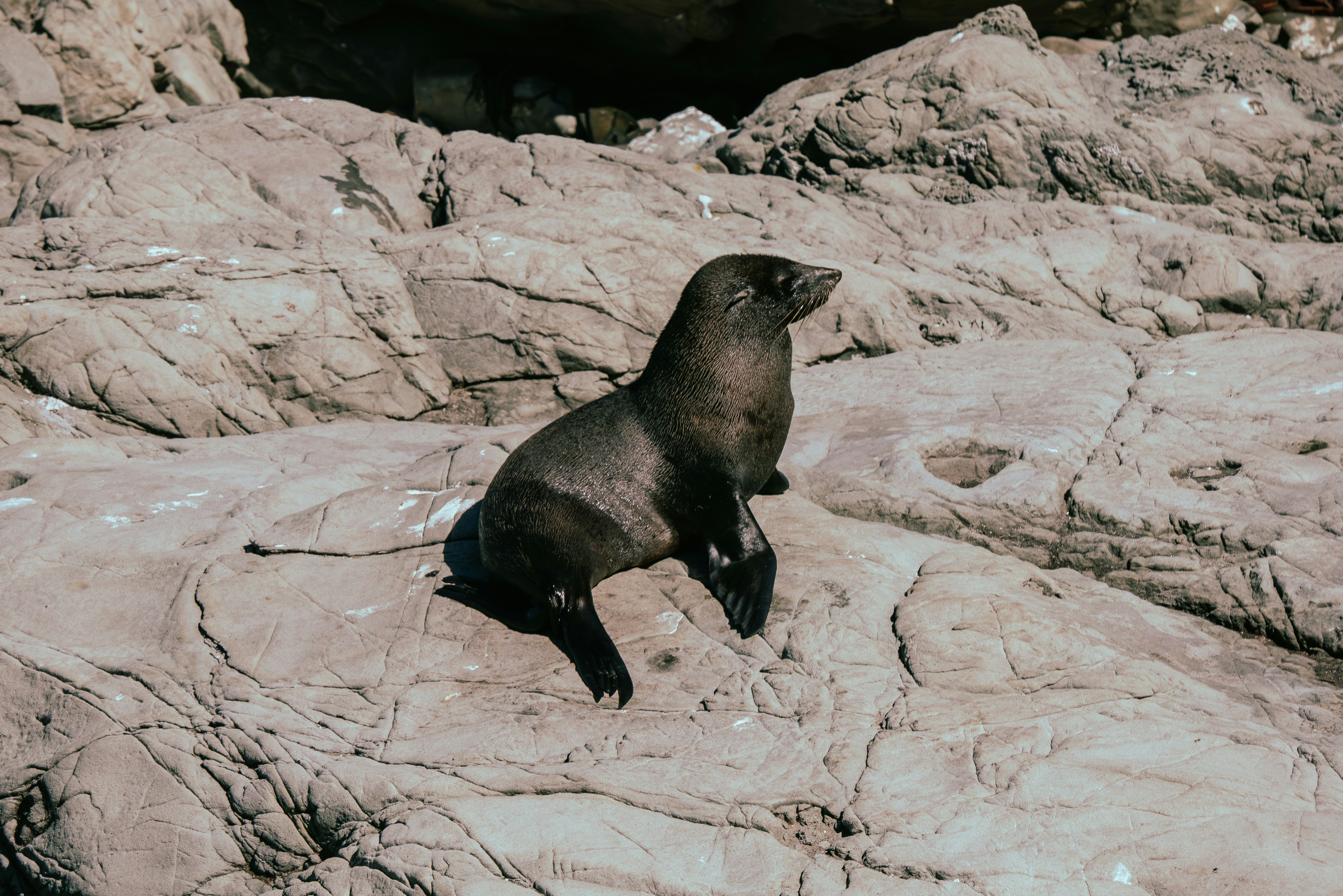 Solitary Seal on Weathered Granite: A Moment of Coastal Quiet