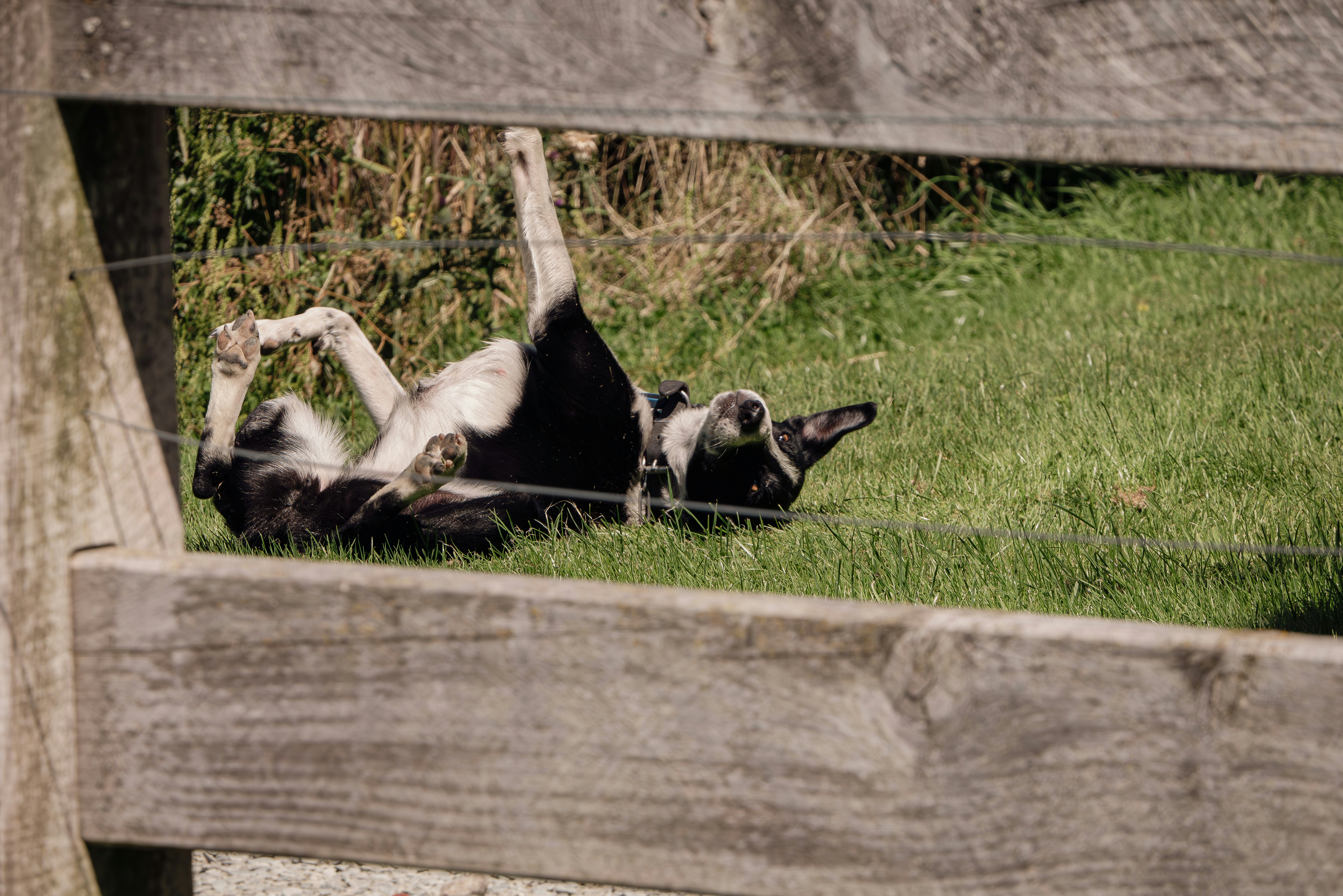 Beneath the Planks: A Black-and-White Dog Enjoys a Quiet Belly-Up Moment