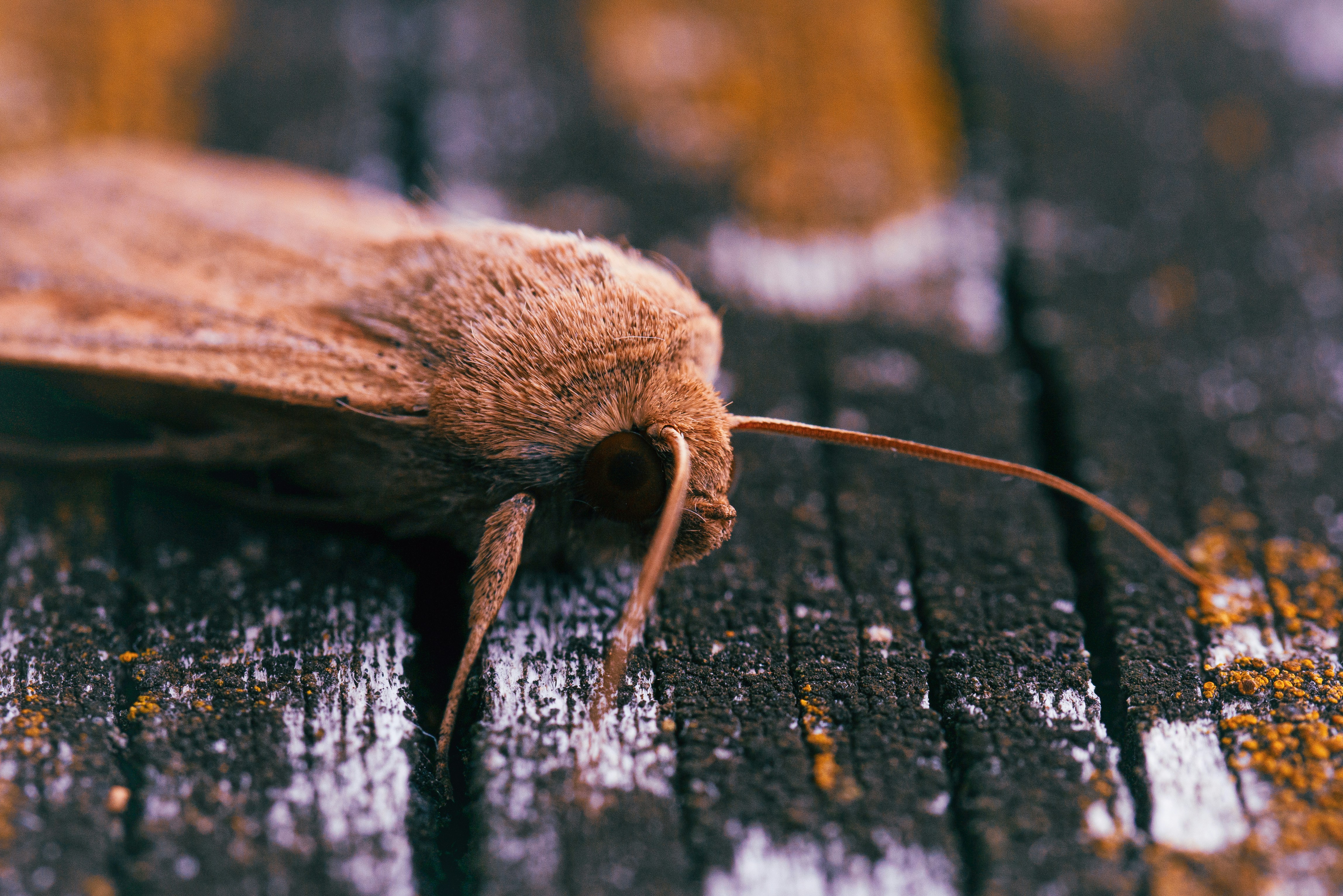Amber Moth on Weathered Wood: A Micro Portrait in Warm Twilight