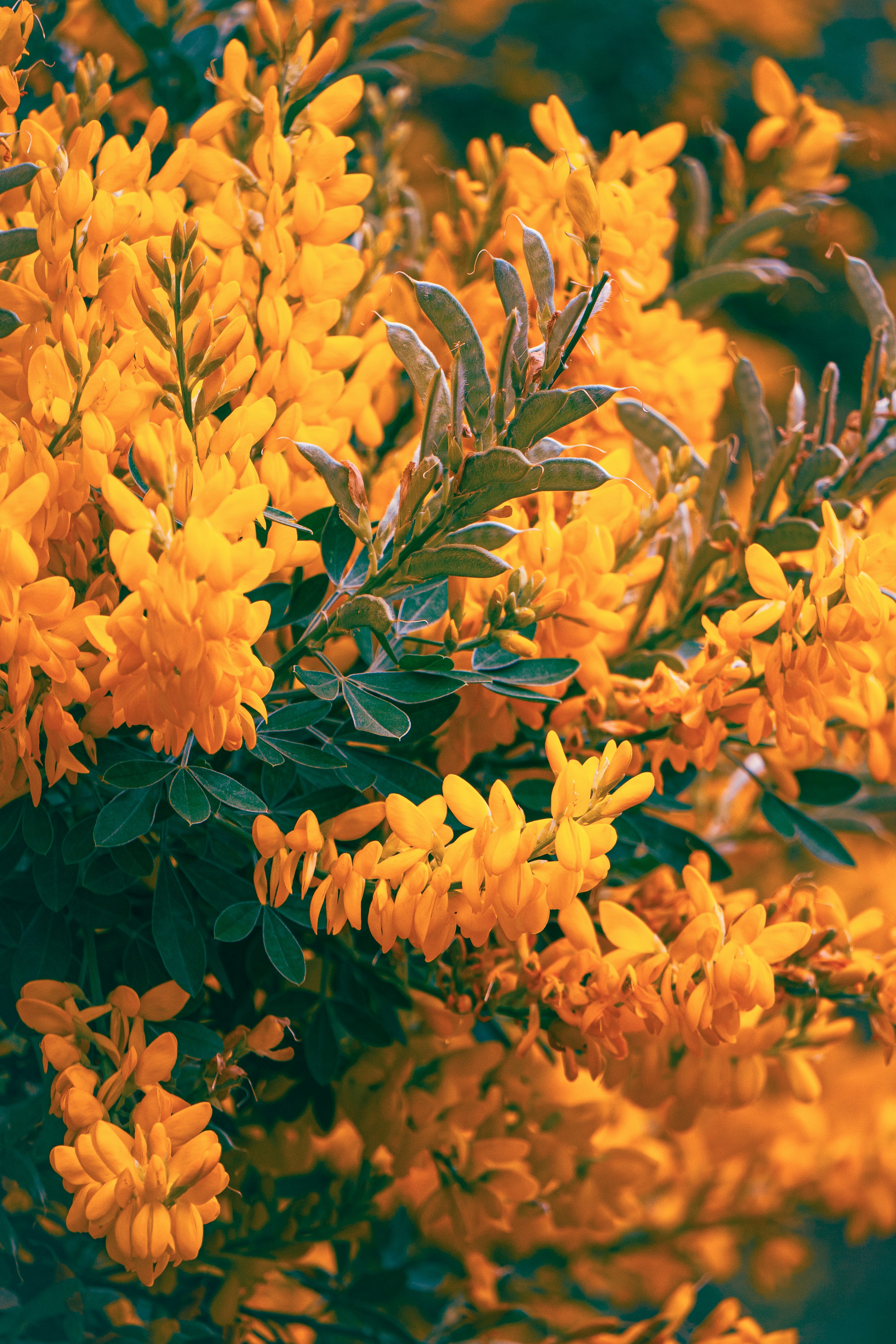 Vibrant clusters of yellow flowers interspersed with lush green leaves, creating a lively botanical scene. The composition highlights the beauty of nature in full bloom.