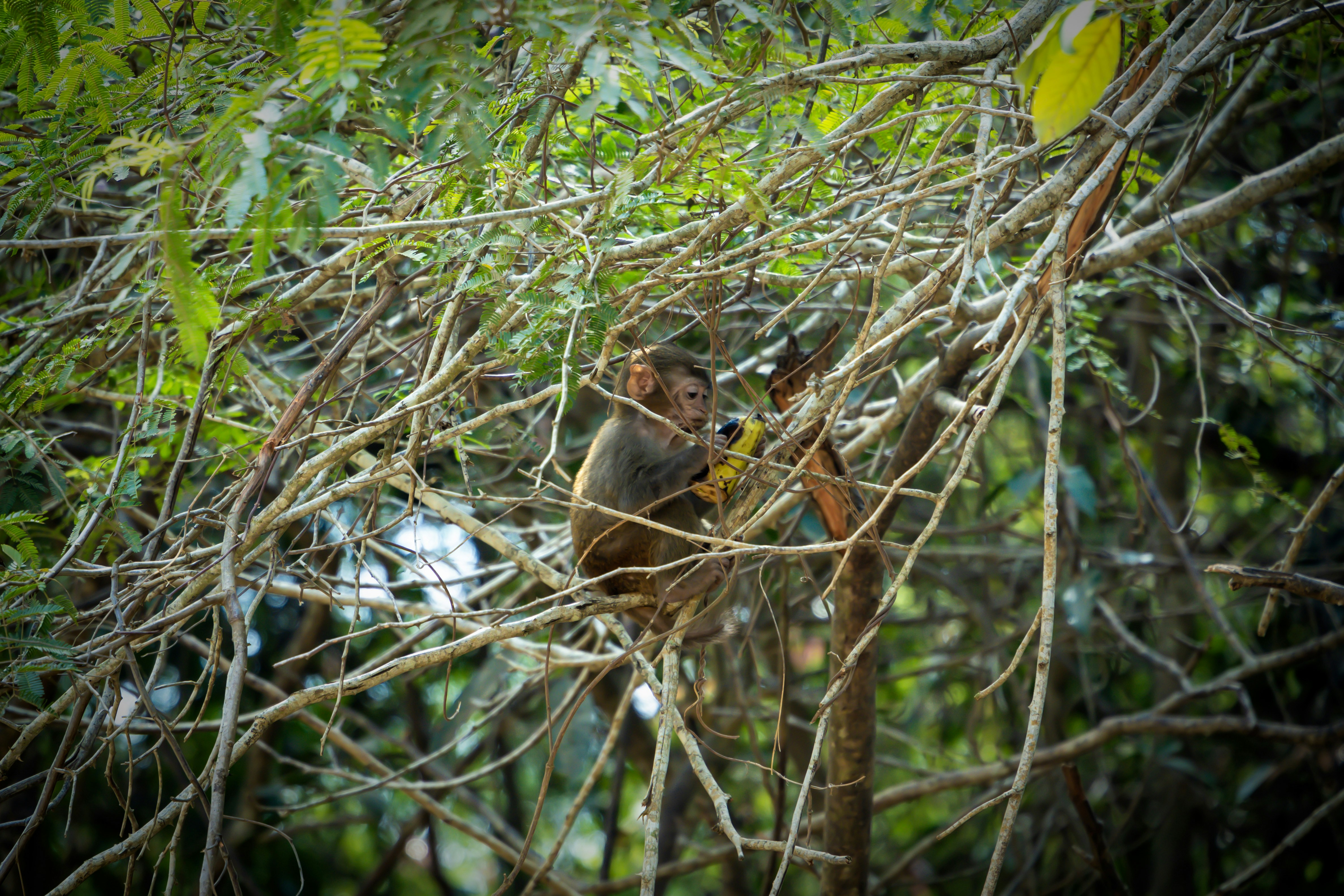 Tangled Canopy Portrait: A Monkey Pauses Among Branches
