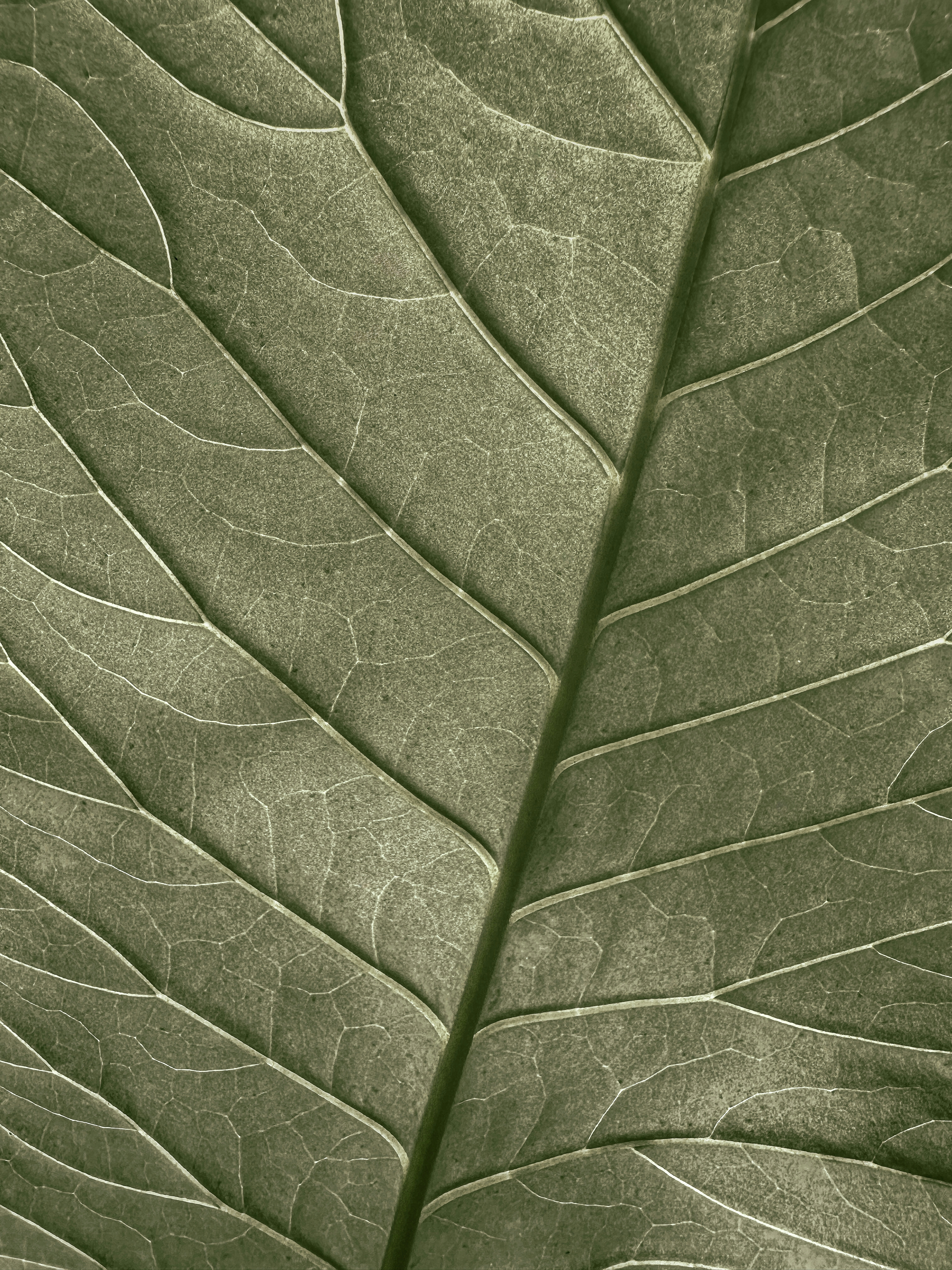 A close up view of a green leaf photo – Free Iphone wallpaper Image on ...