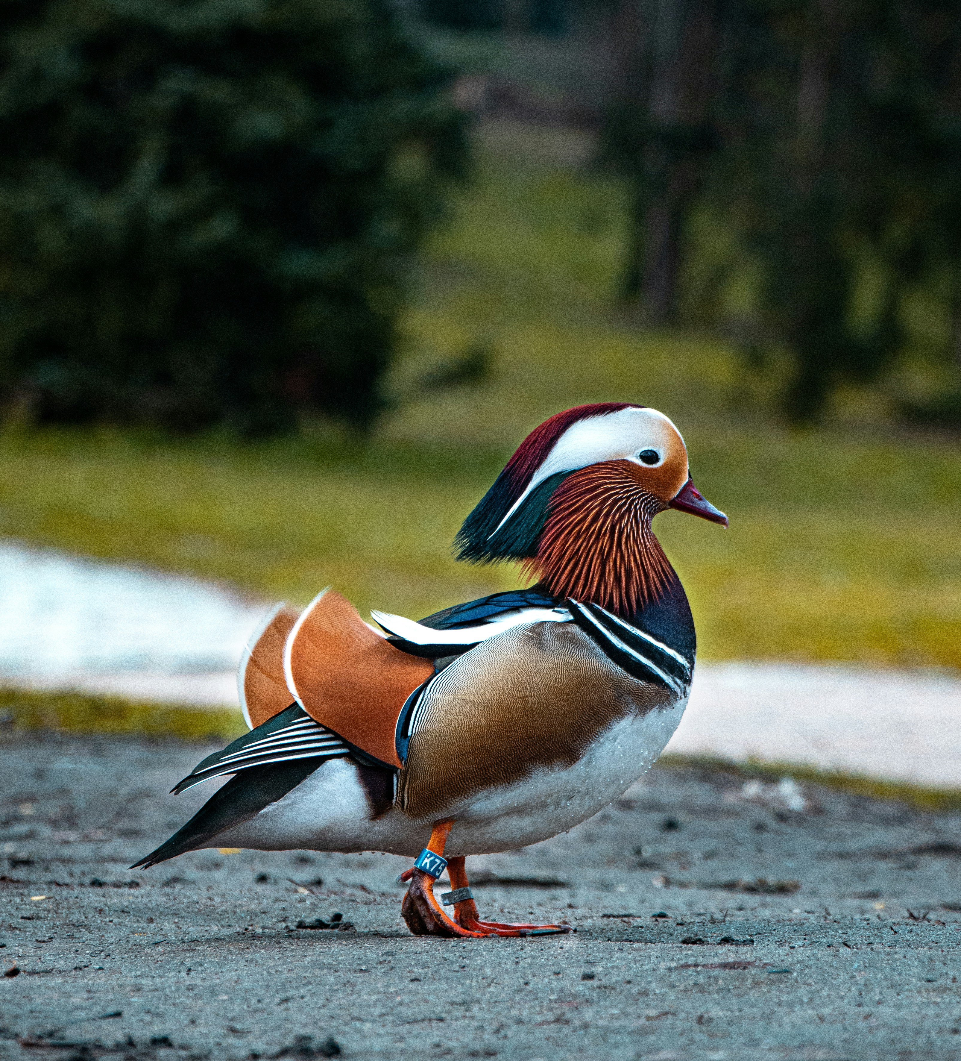 Mandarin Duck on a Damp Gravel Stage: Vibrant Plumage in a Quiet Park Verge