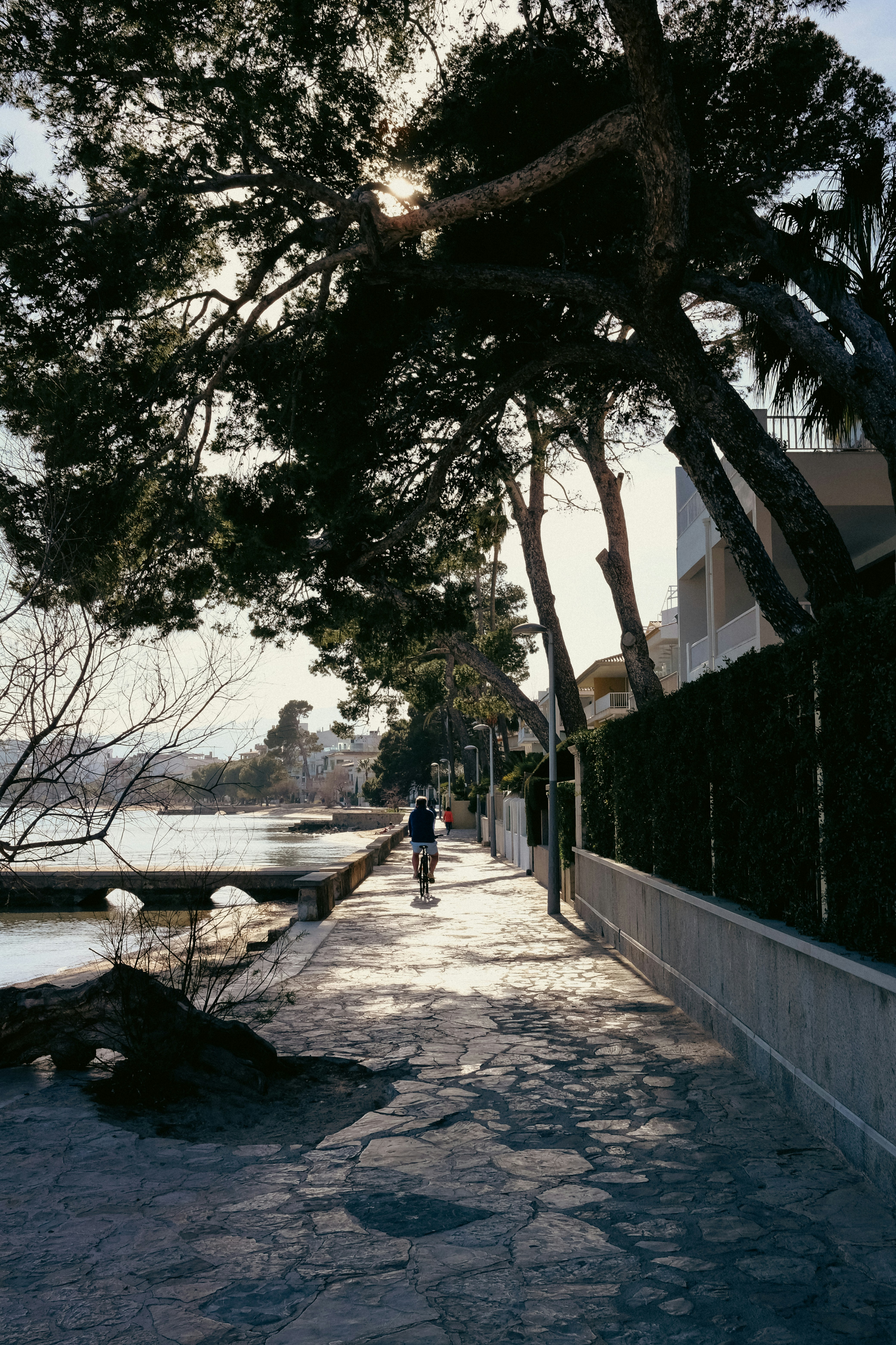 Sunlit promenade along the harbor with a cyclist framed by overhanging pines