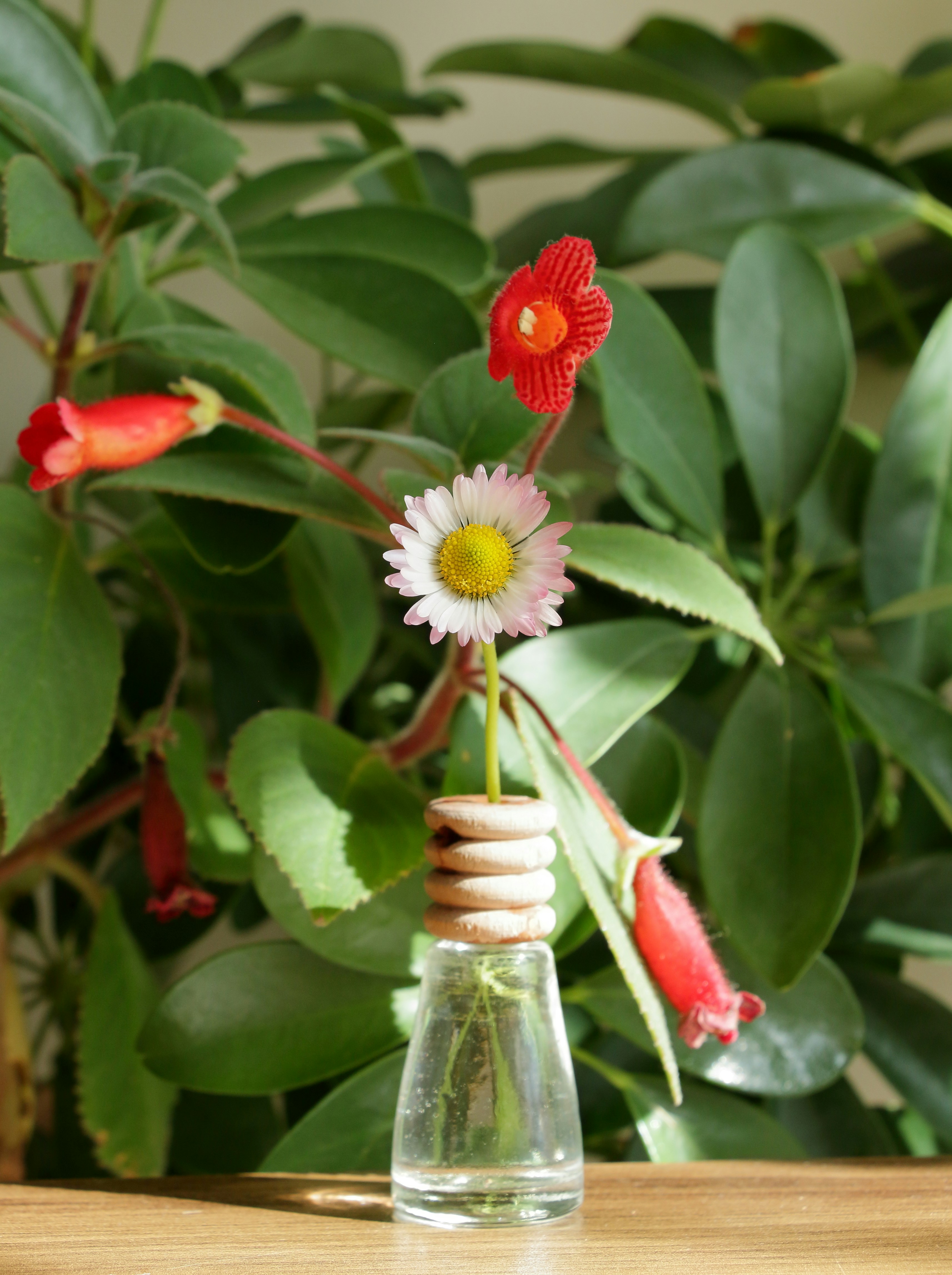 Tiny Daisy in a Glass Vessel: a Moment of Garden Calm