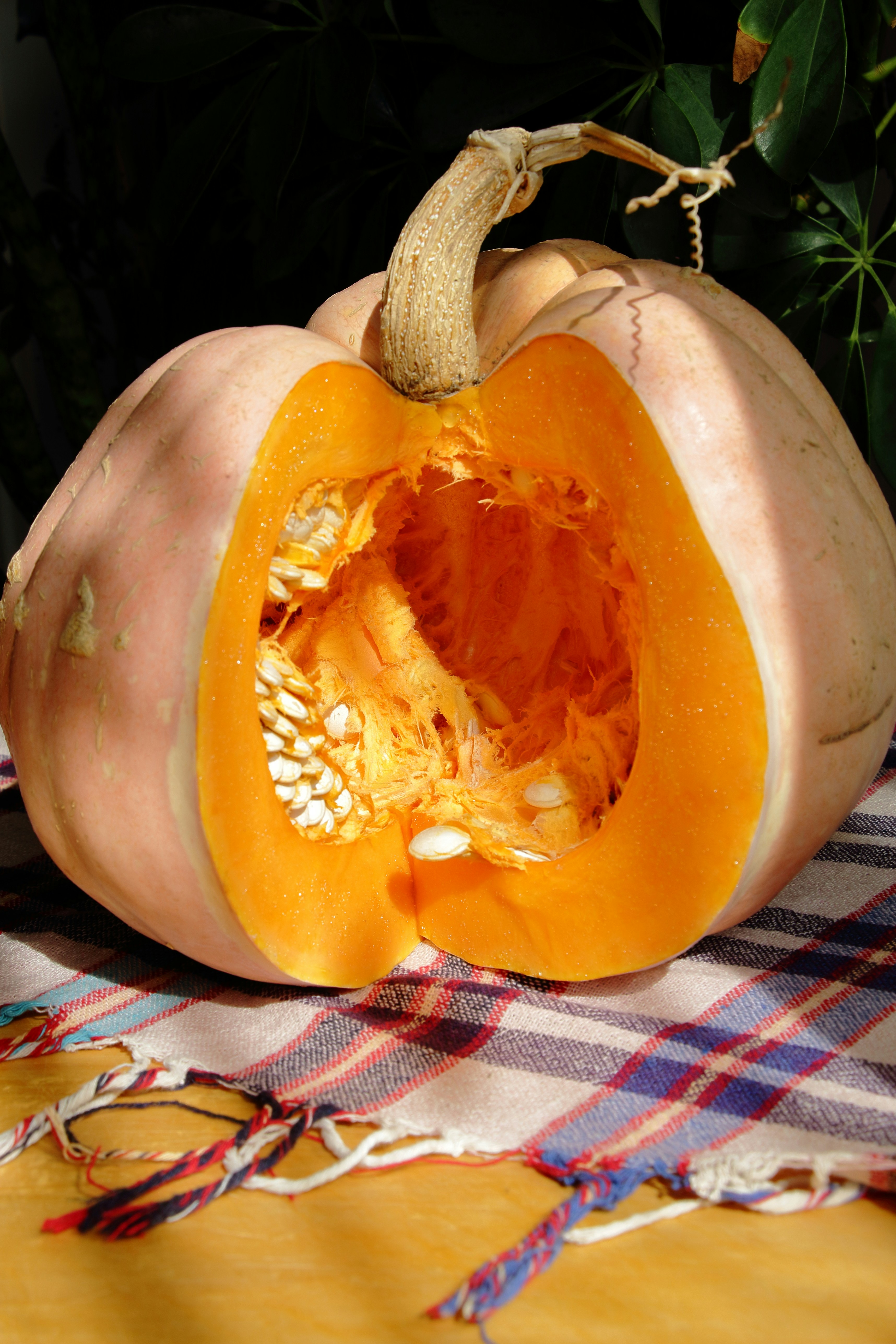Open Heart of Autumn: A Pale Pumpkin Revealing Its Seed-Stuffed Core on Plaid Linen