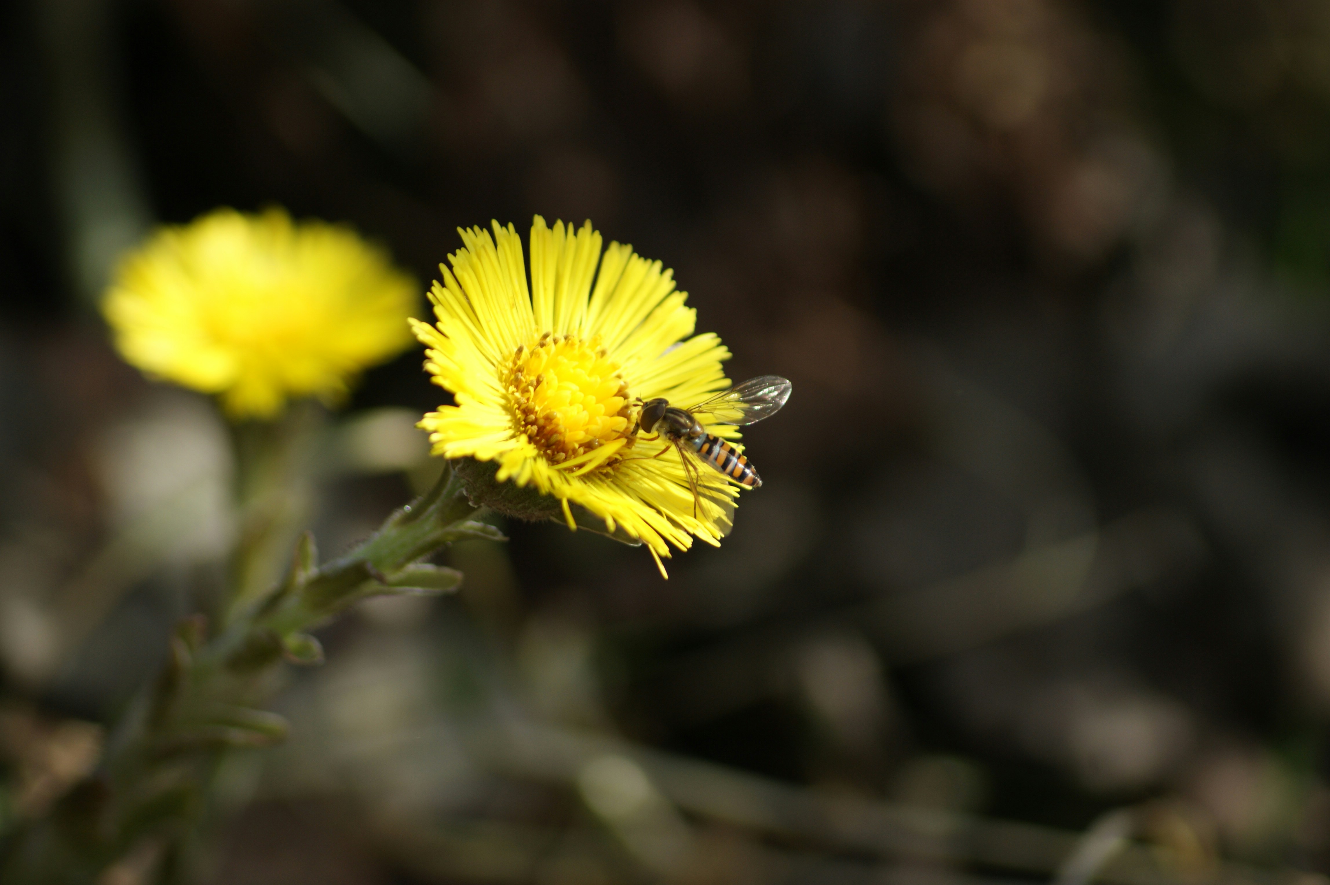 Bee on a Golden Daisy: A Macro Moment in Warm Light