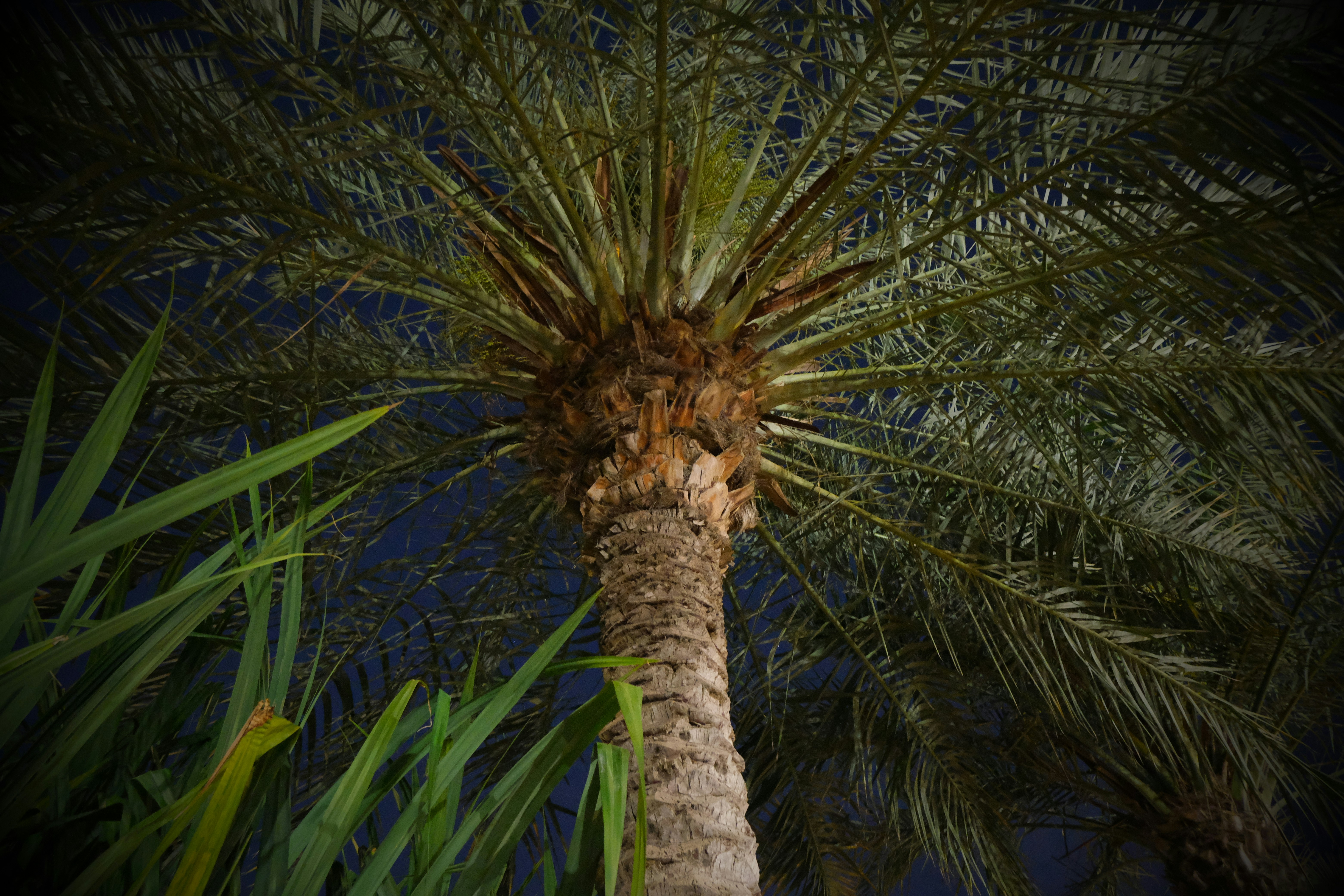 Midnight Crown: Palm Fronds Against a Velvet Night