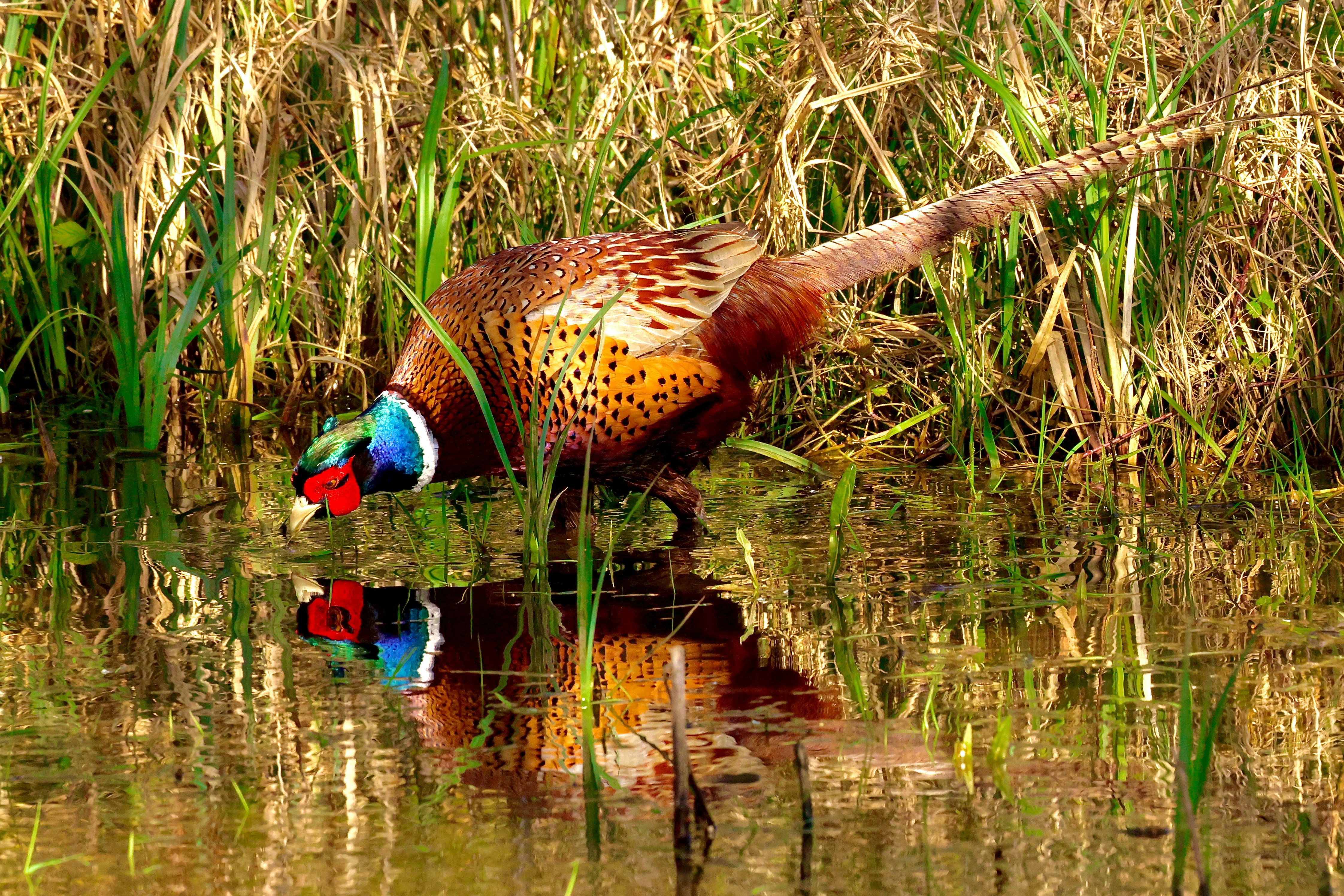 A pheasant is standing in a body of water photo – Free Animal Image on ...