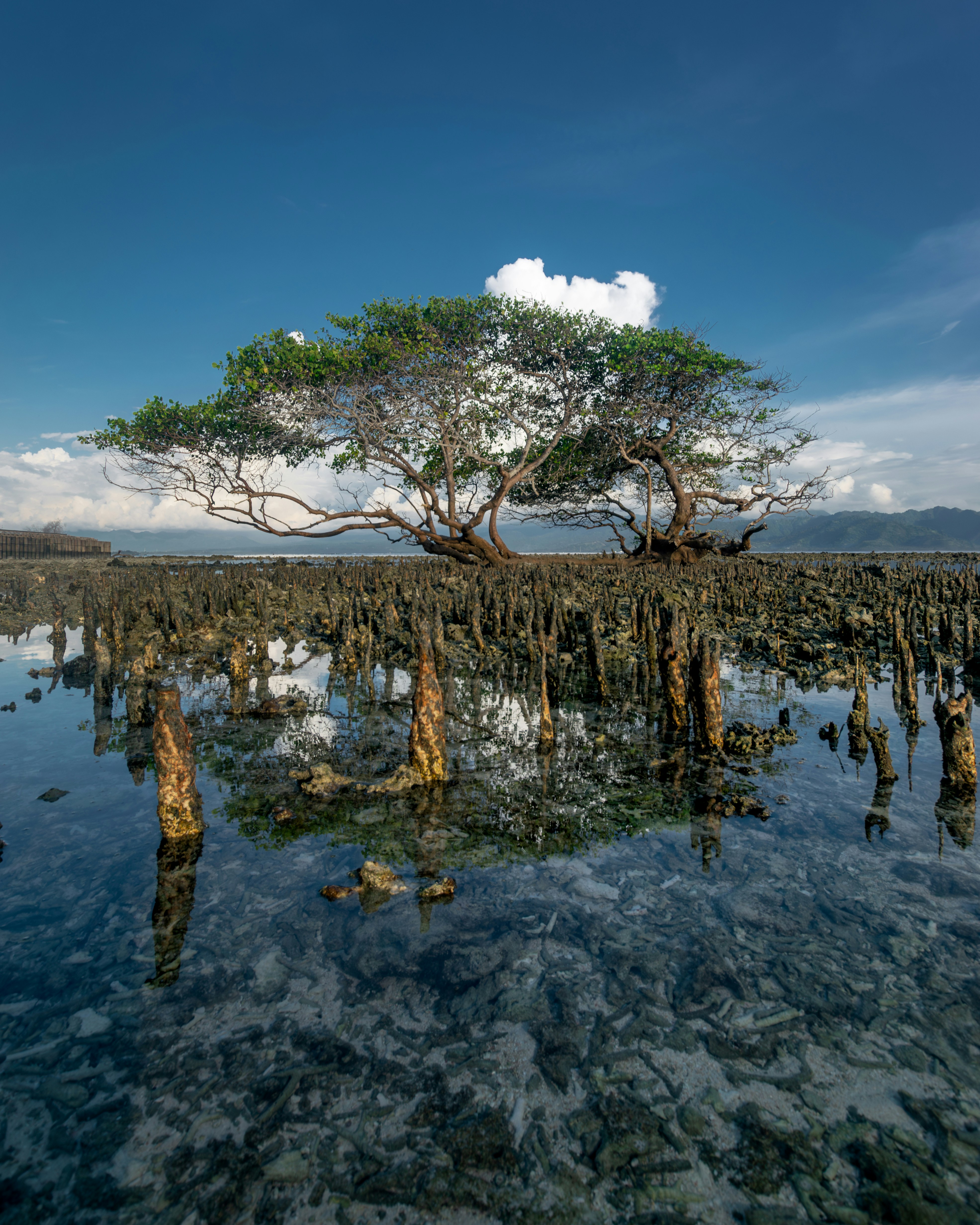 A tree that is standing in the water photo – Free Nature Image on Unsplash