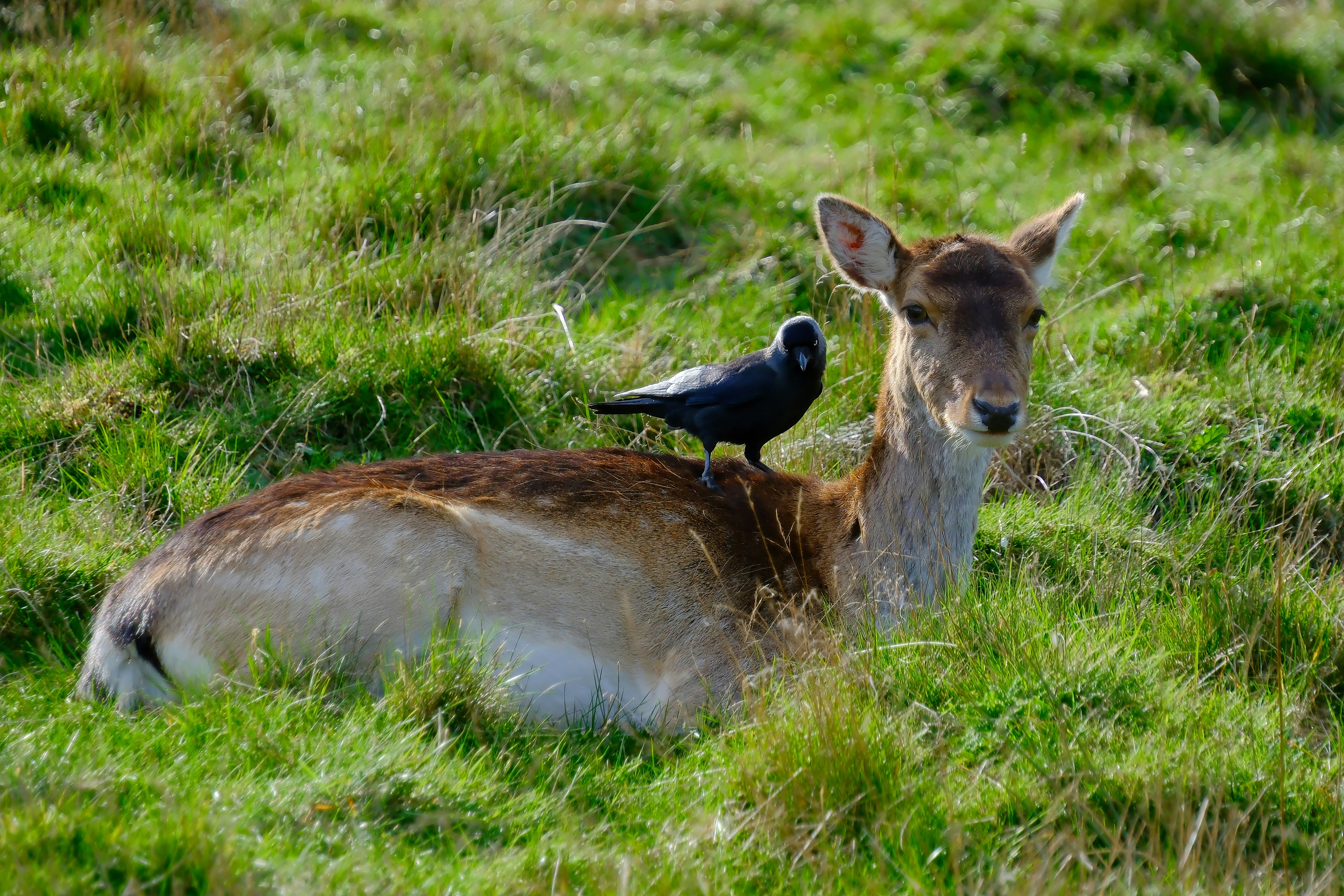 Perched Contrast: a crow on a dozing deer in an emerald meadow