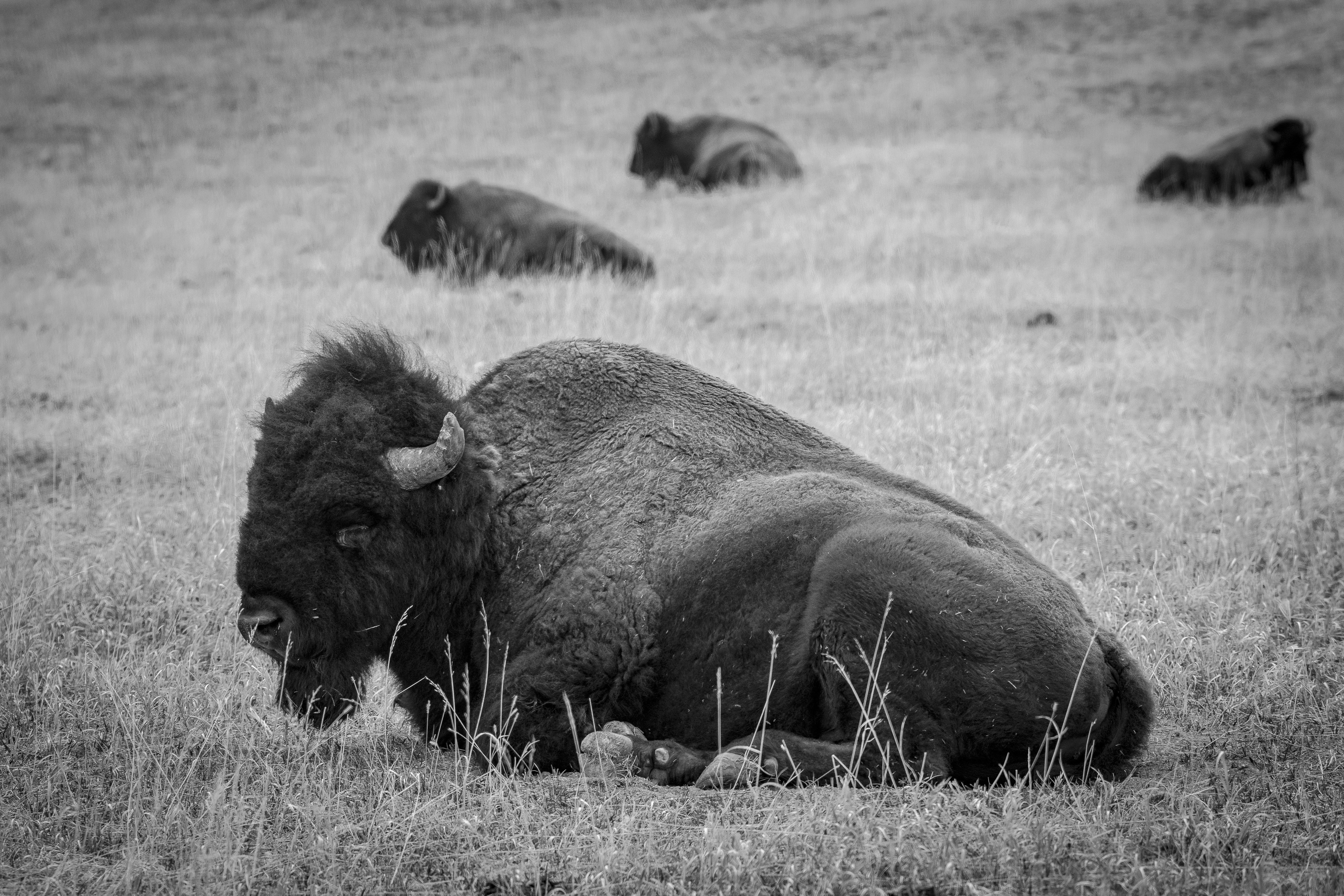 A black and white photo of a bison laying in a field photo – Free ...