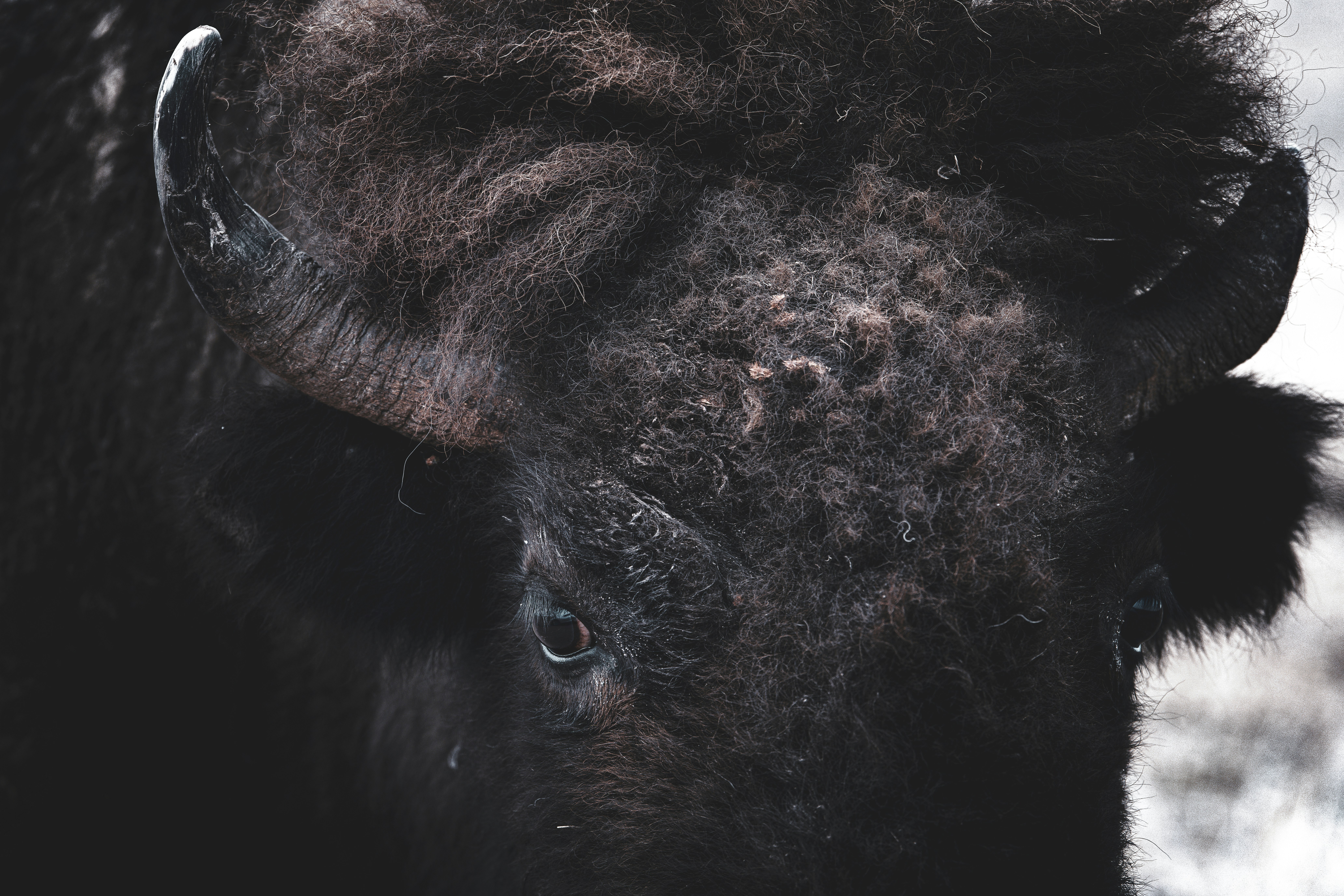 A close up of a bison's head with hair blowing in the wind photo – Free ...