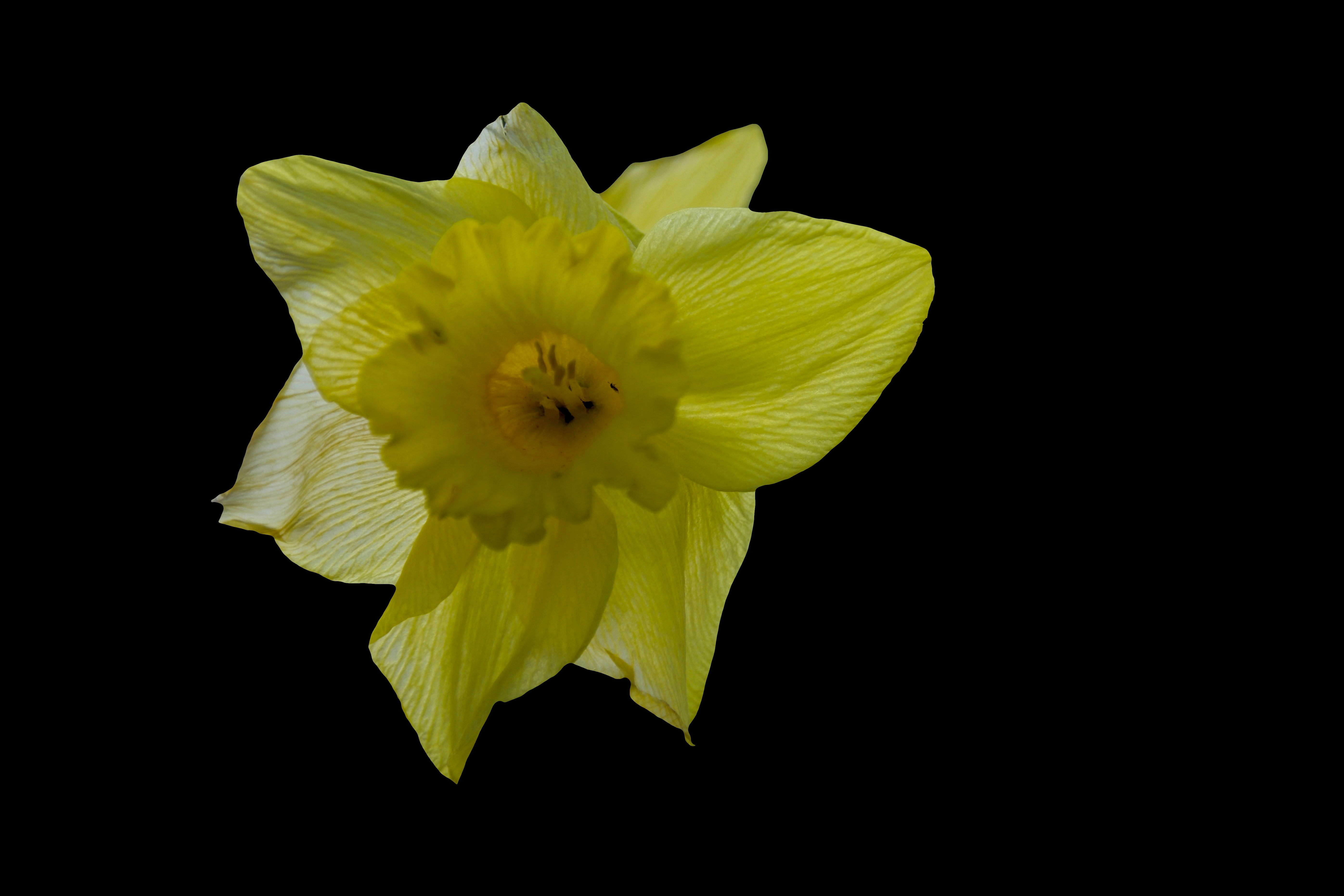 A Yellow Daffodil Emerges from a Velvet Black Backdrop