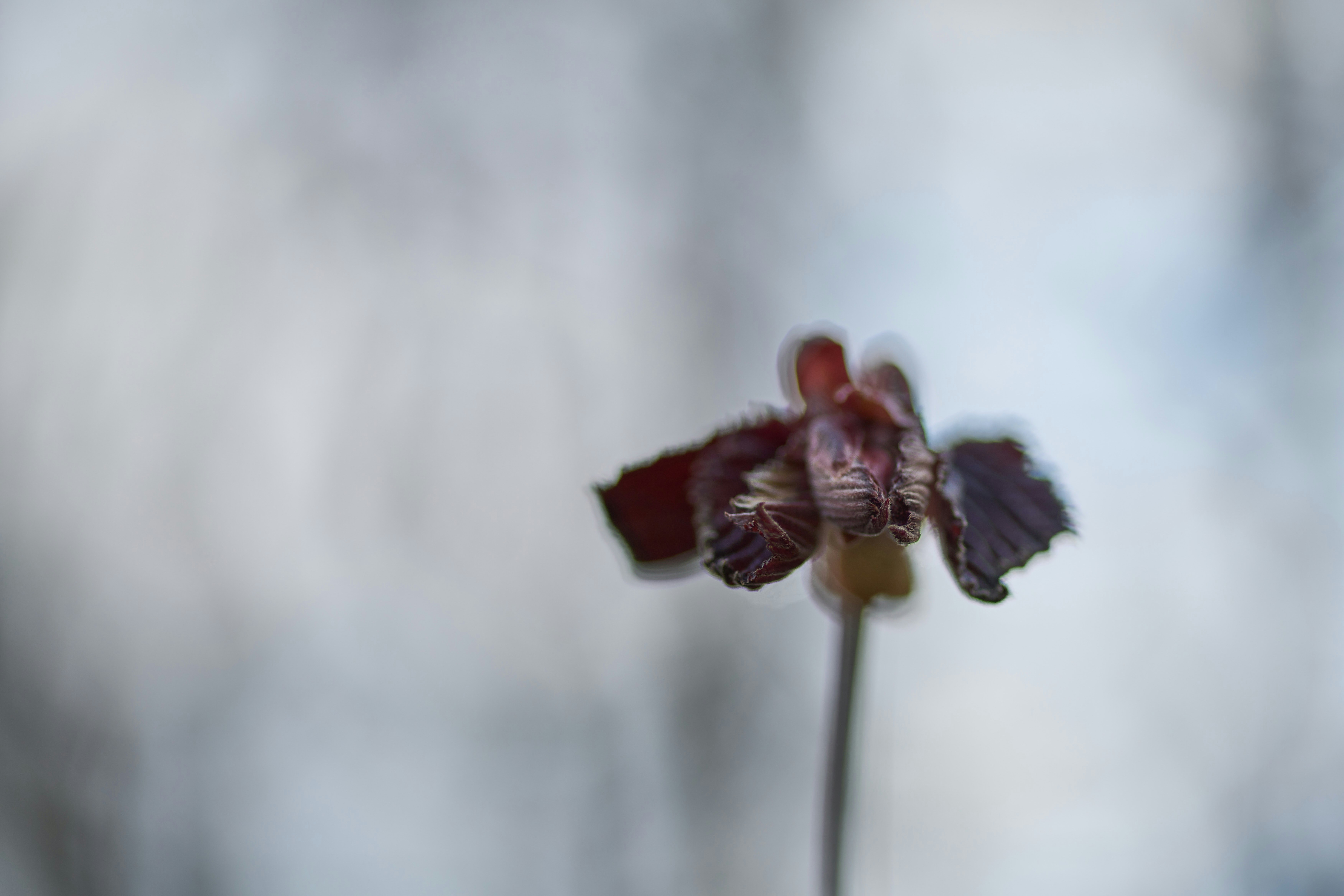 Minimal Bloom: Close-up of a Red-Edged Leaf Bud on a Thin Stem