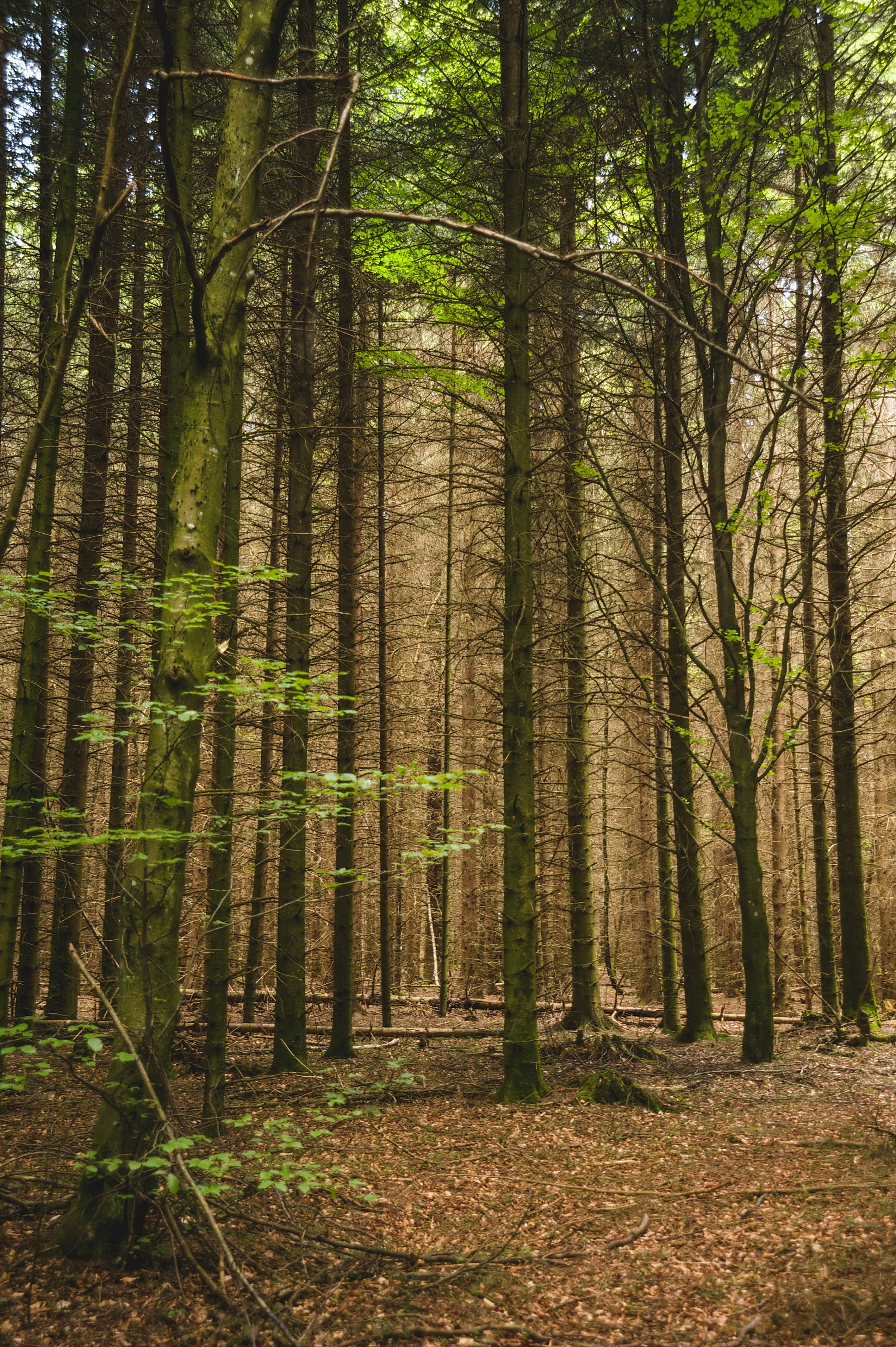 A forest filled with lots of tall trees photo – Free Forest Image on ...