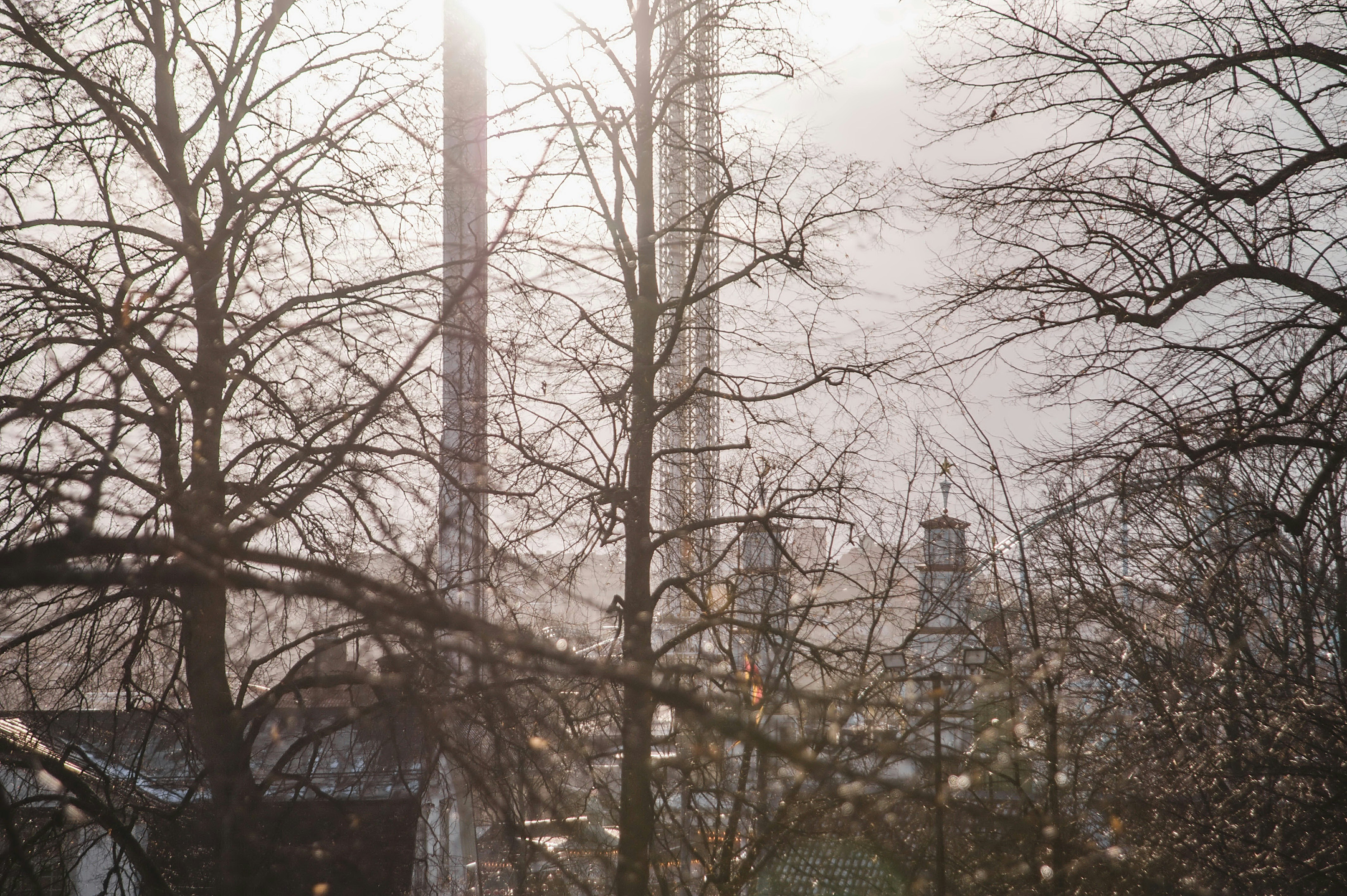 Backlit Veil Through Bare Branches Over a Quiet City Rooftop