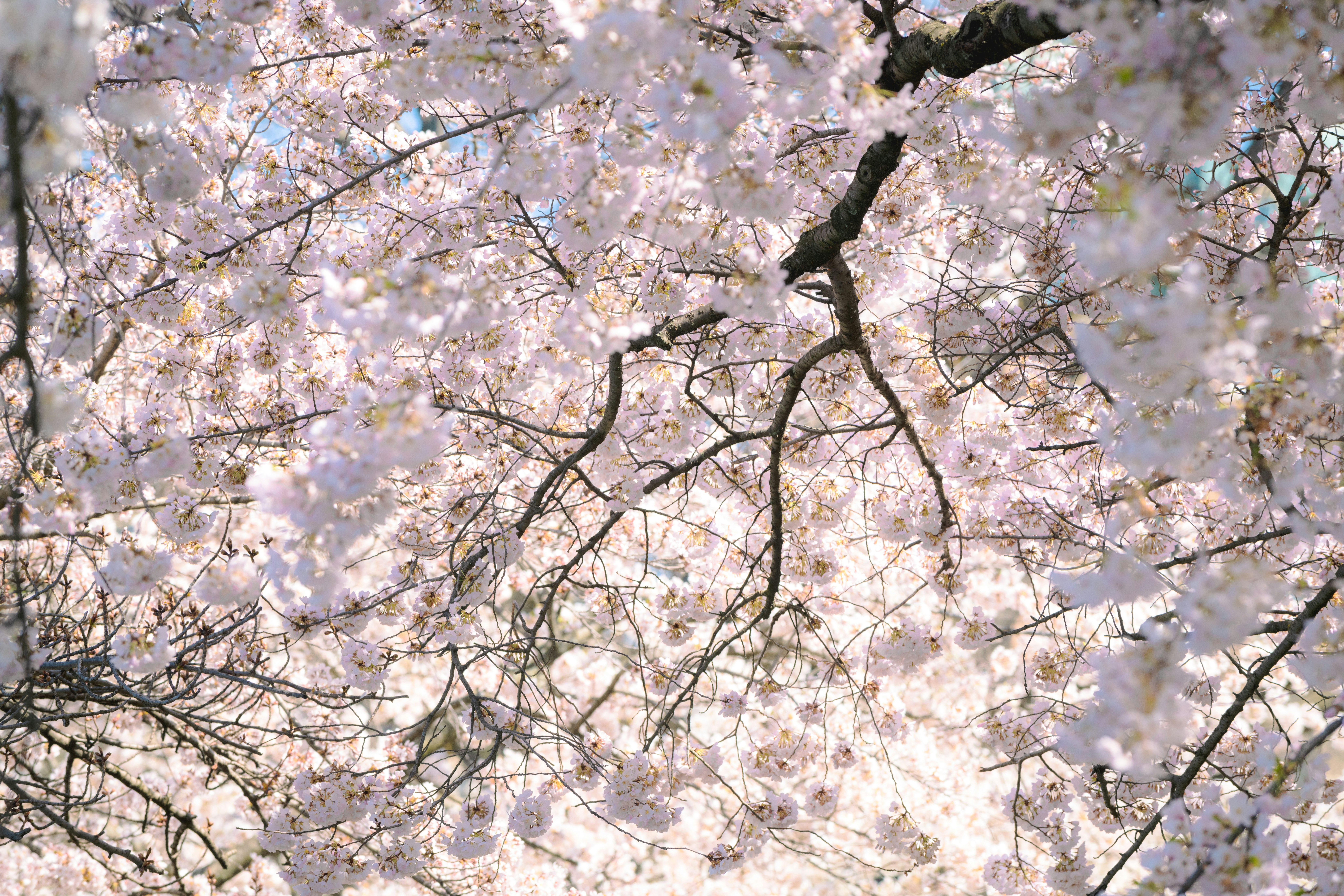 Photo by Srini Somanchi with Nikon D850