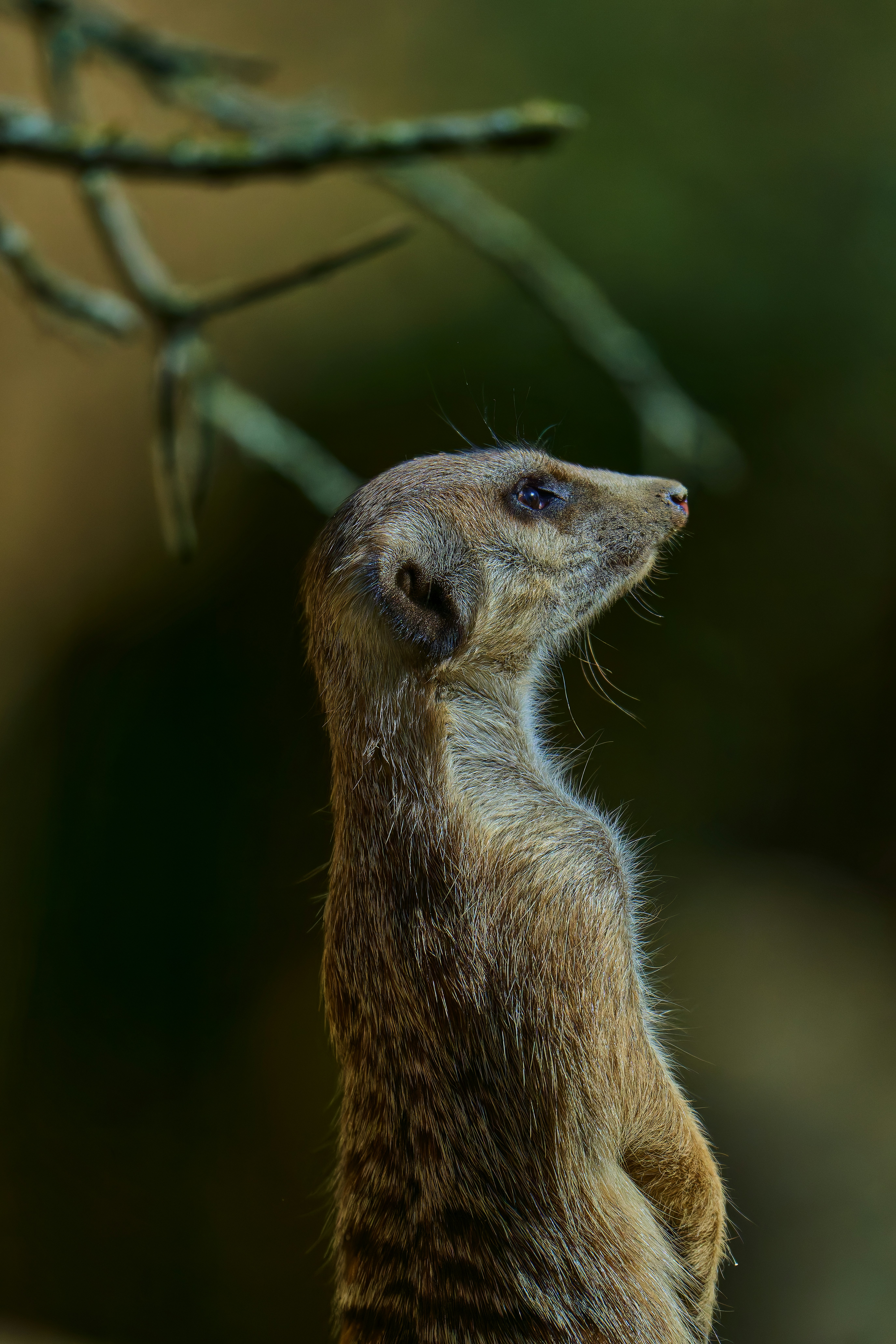 Upright Watcher: Meerkat Stands Guard Under Branches