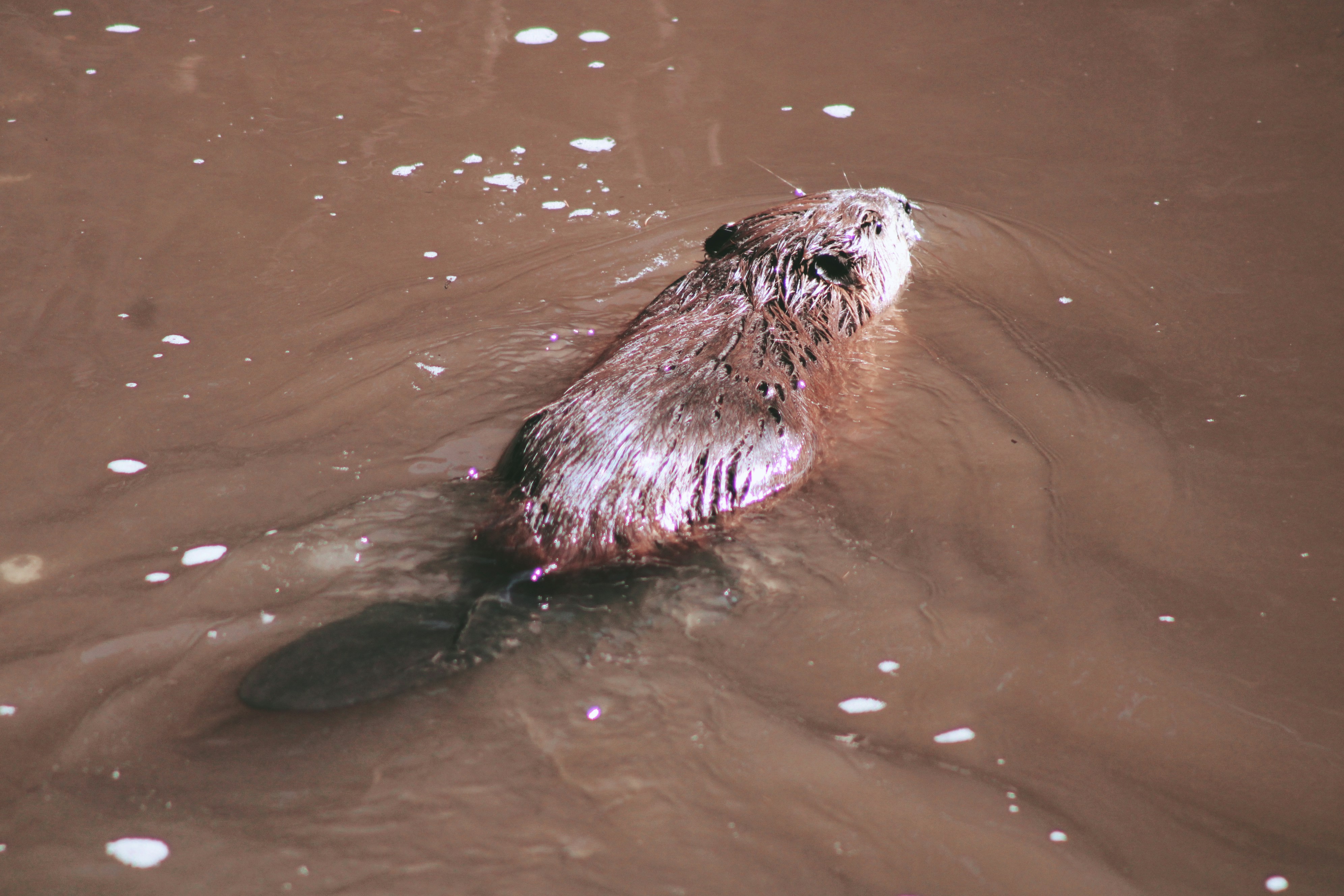 A beaver floating in a body of water photo – Free Canada Image on Unsplash