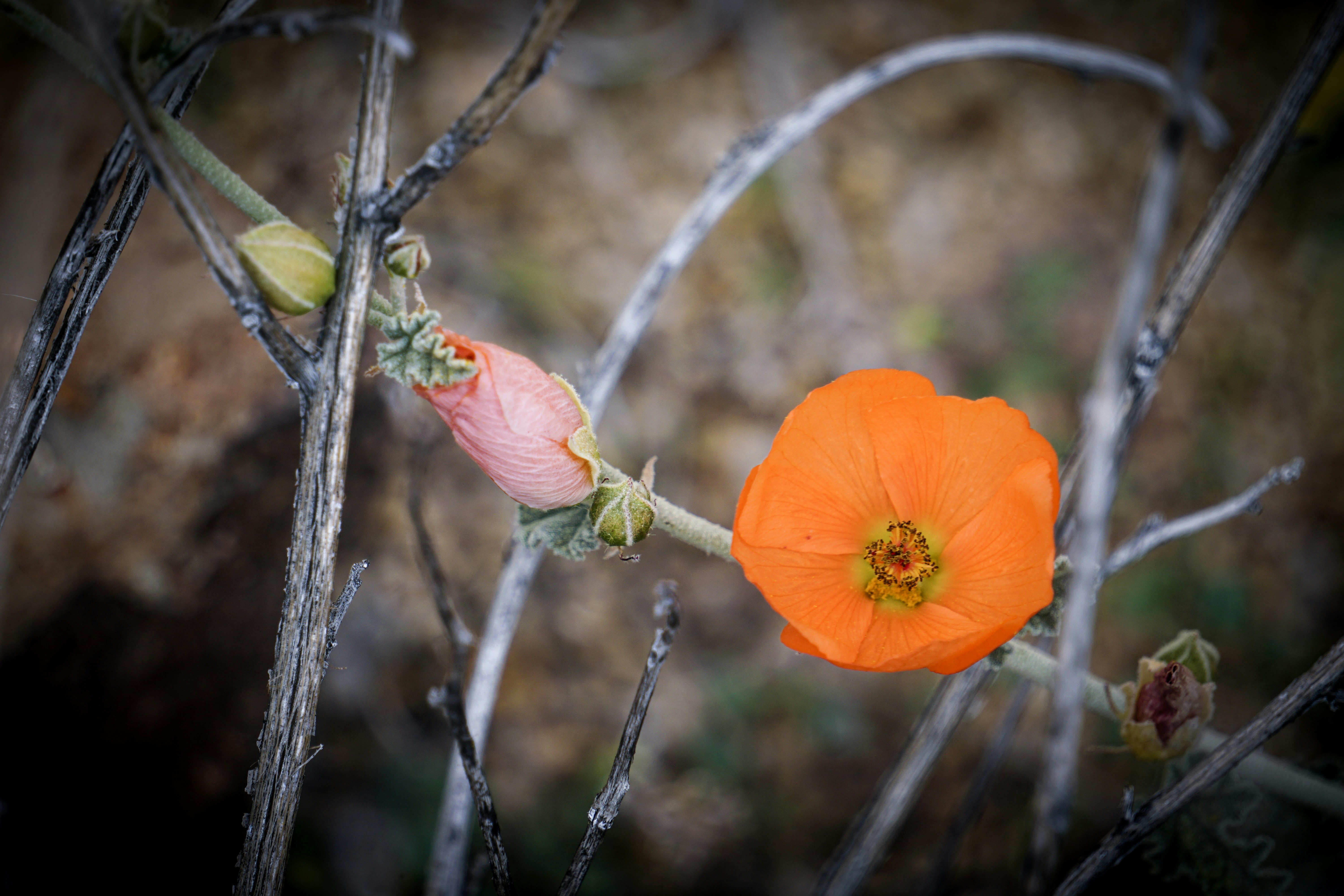 Orange poppy in a tangle of branches