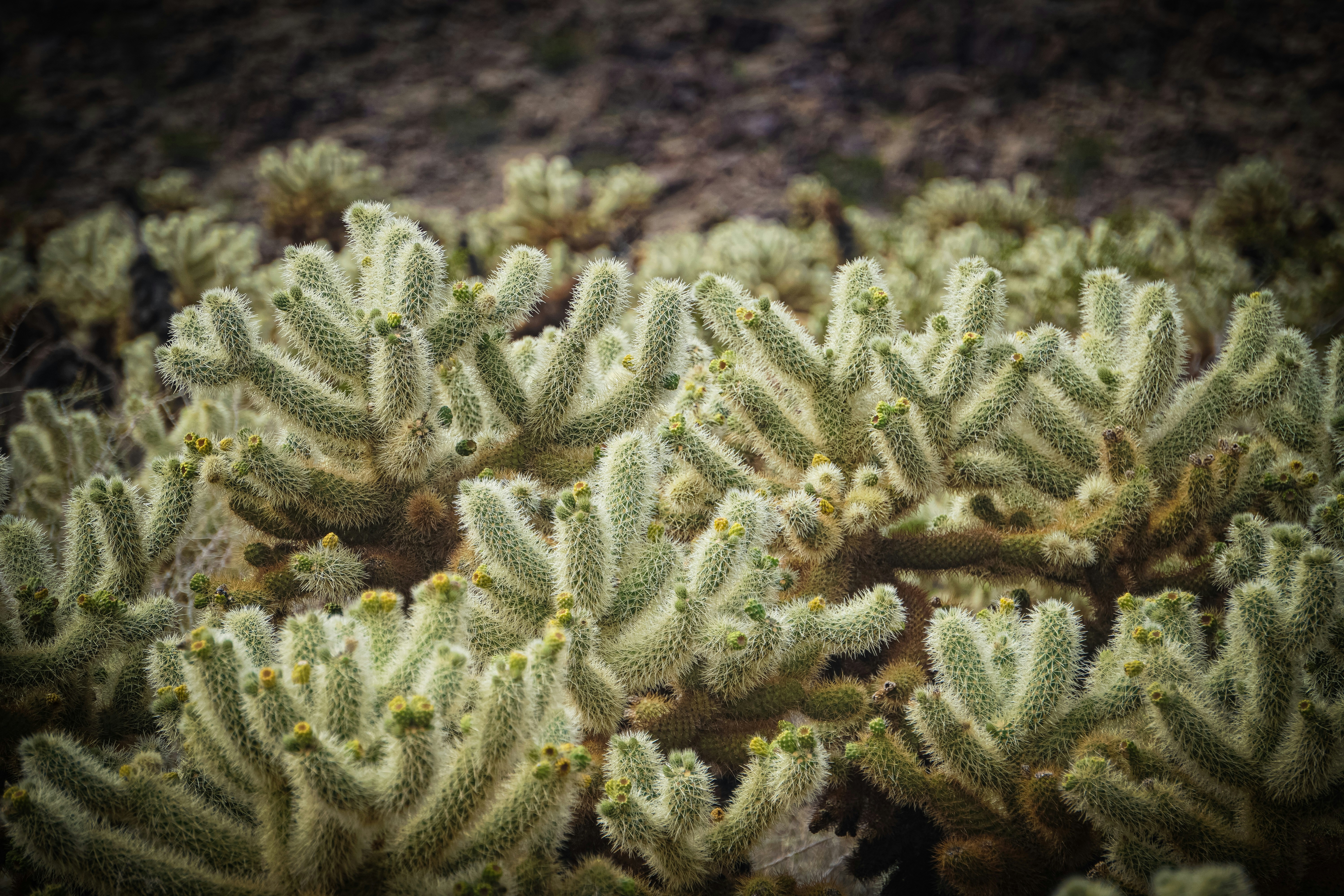 Velvet Spines: A Close-Knit Desert Cactus Field