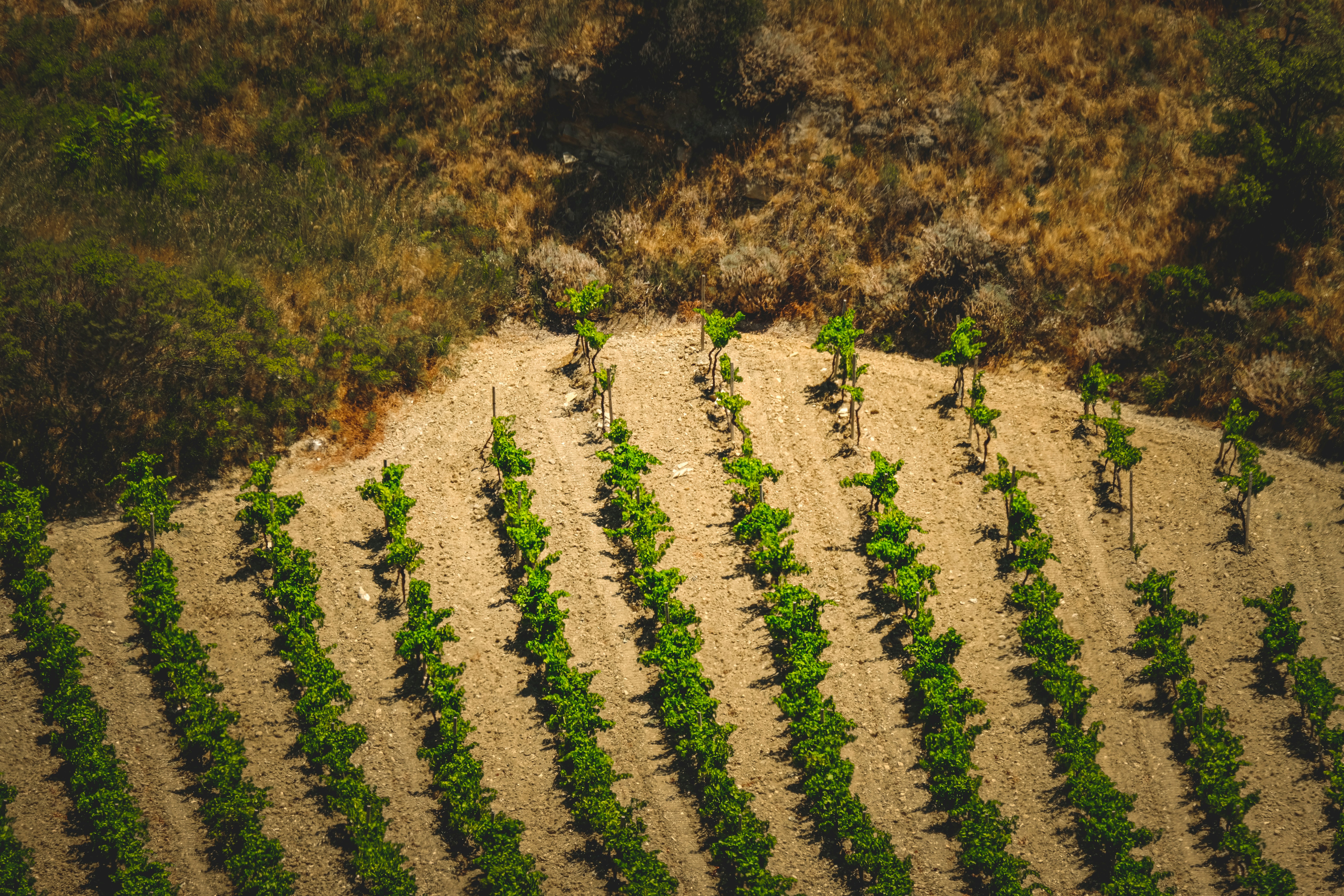 An aerial view of a field of plants photo – Free Plant Image on Unsplash