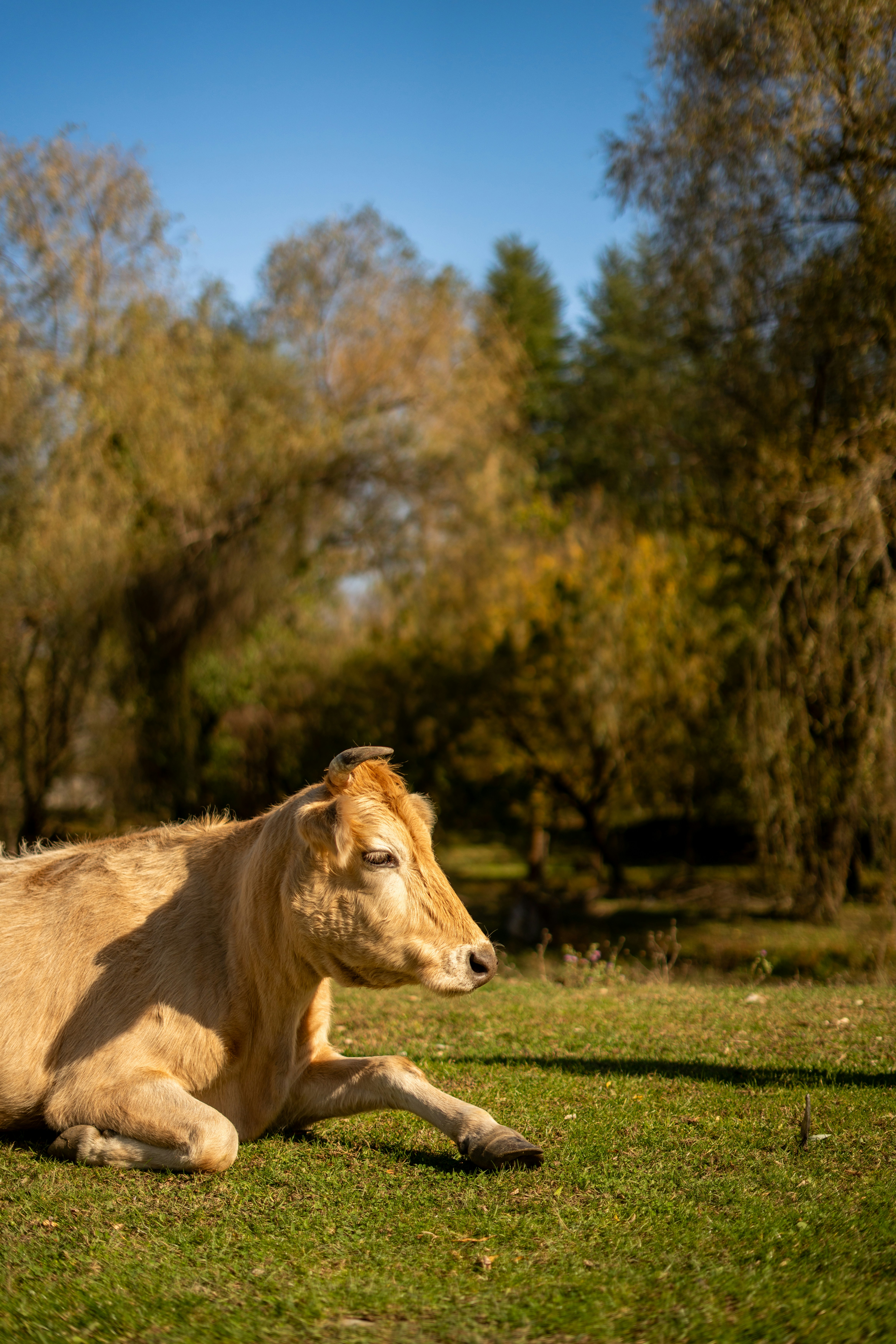 Golden Rest: A Sunlit Cow in an Autumn Park