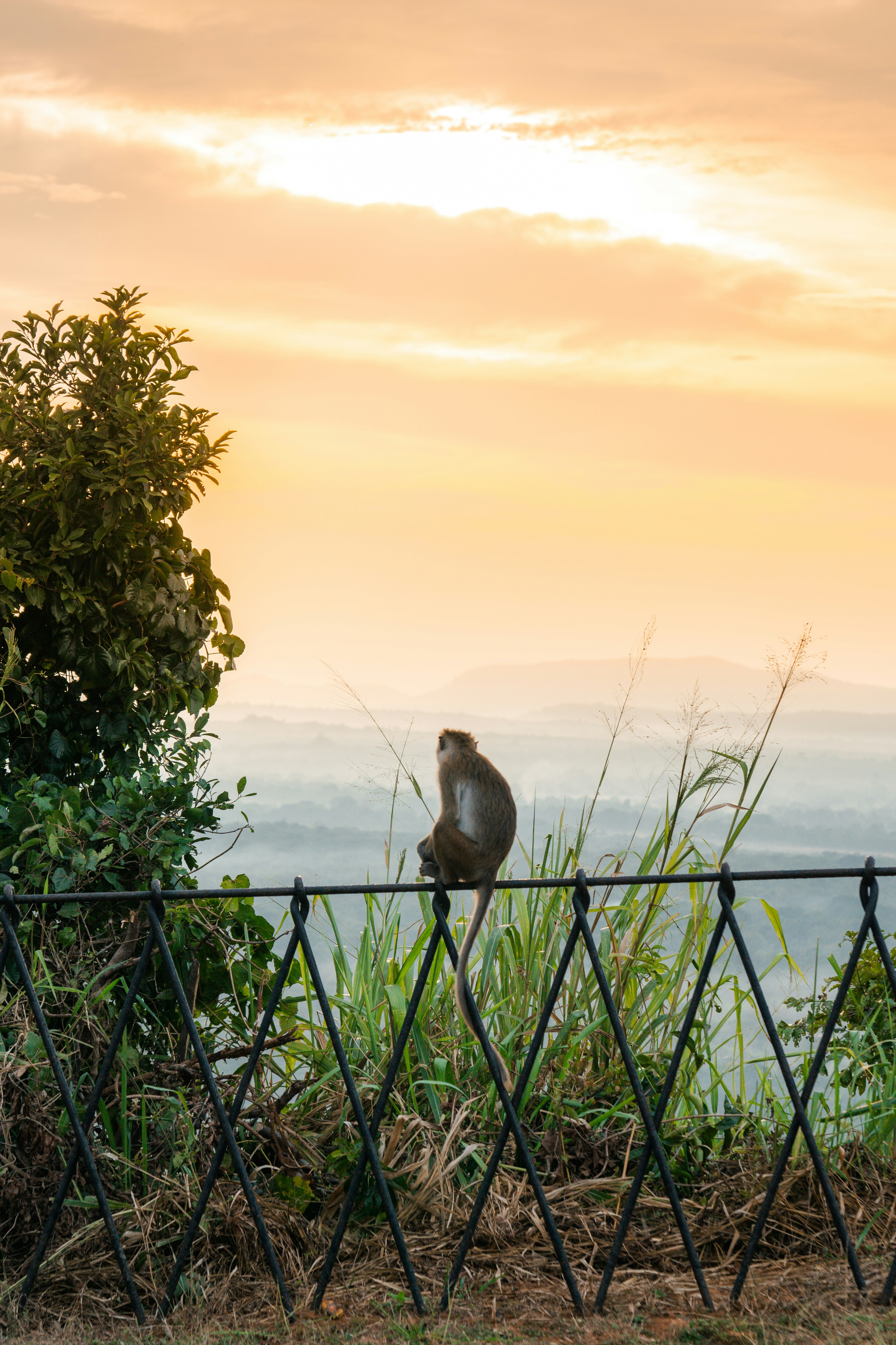 Dusk Vigil on the Rail: A Monkey Pauses Between Horizon and Fence