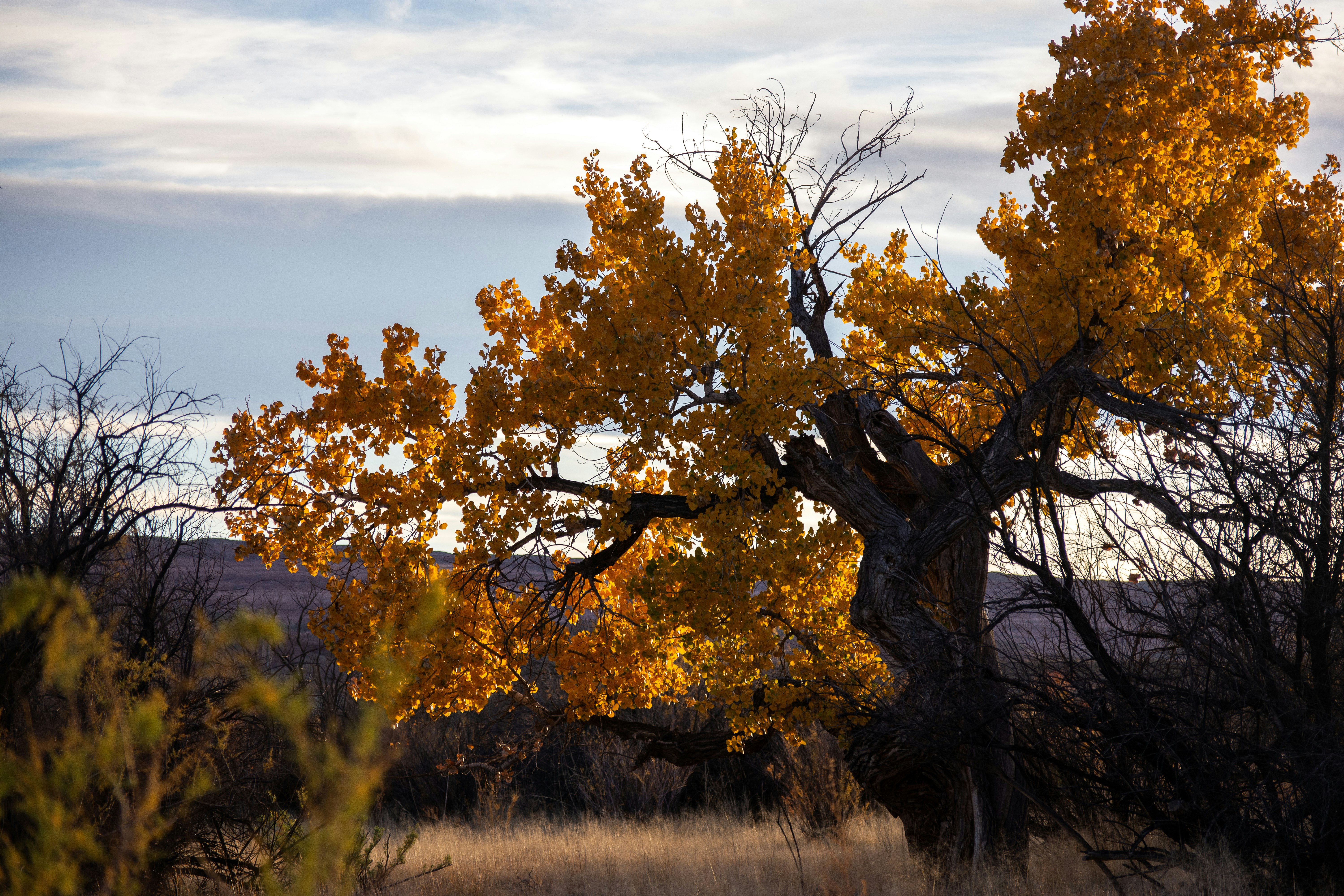 Autumn's Sentinel: The Gnarled Oak Bathed in Golden Light