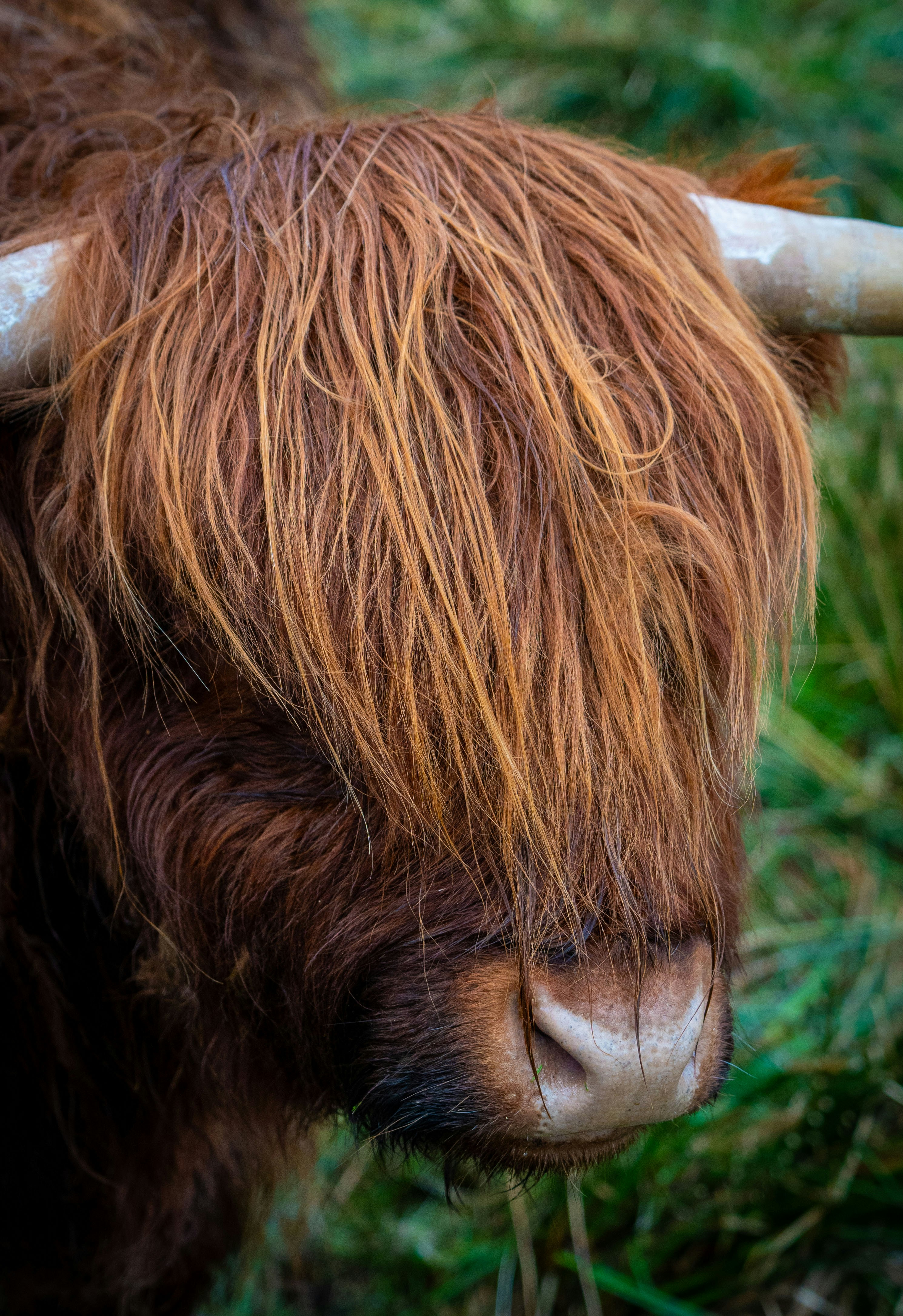 Copper-Fringed Highland: A Close-Up of Texture and Tone
