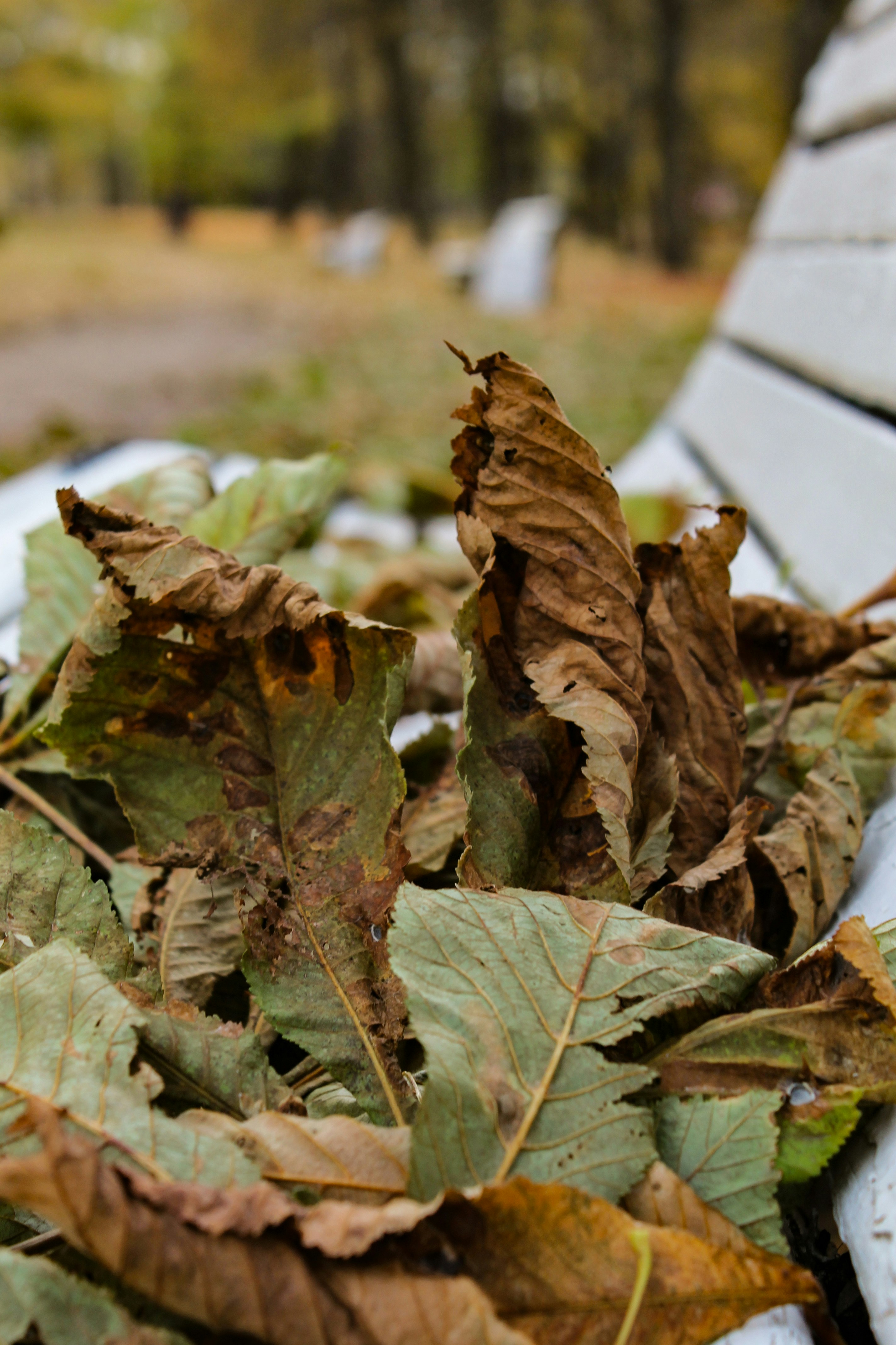 Leaf Litter in Focus: Autumn's Quiet Edge by the Park