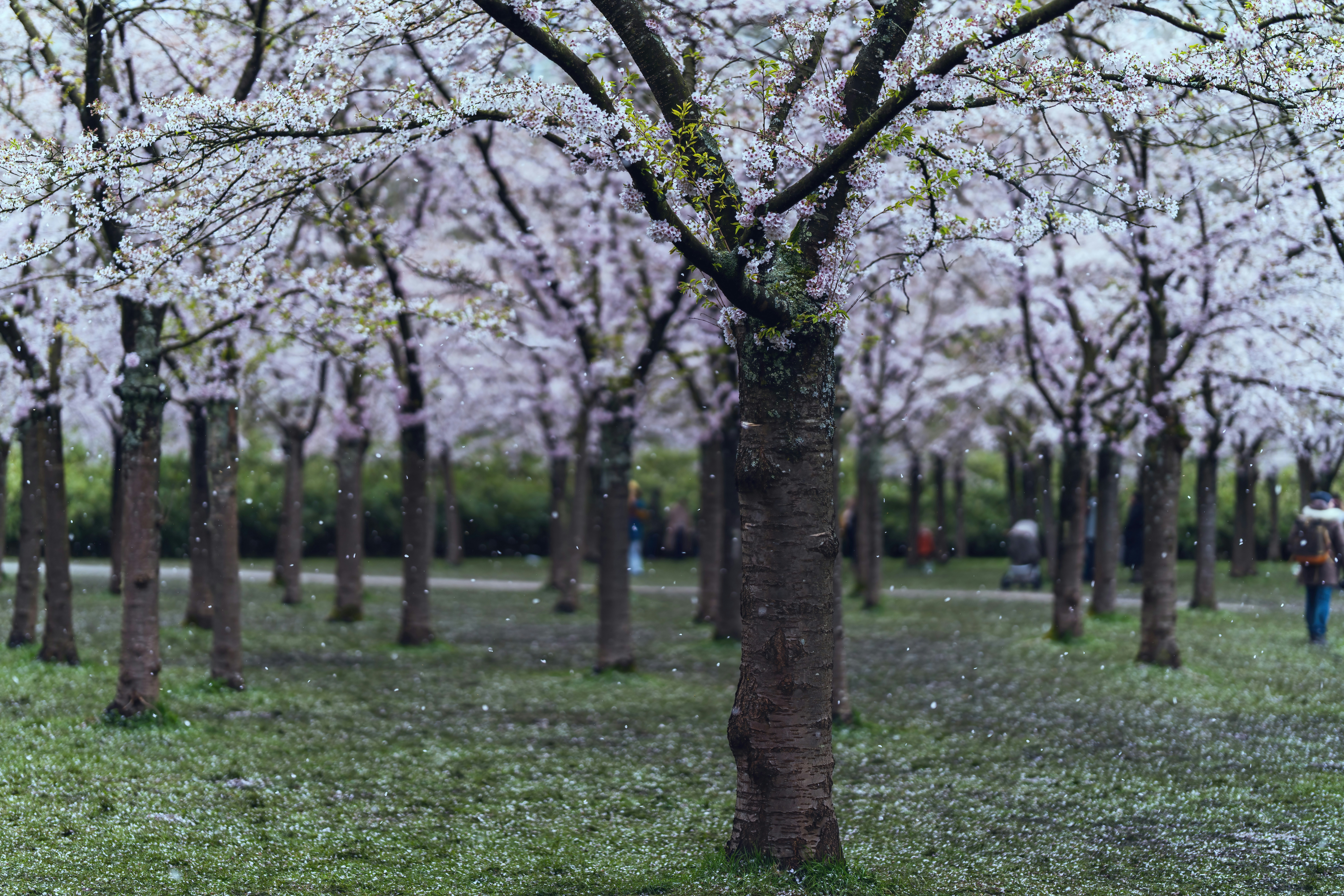 Photo by Pourya Gohari with Sony Alpha 7R V