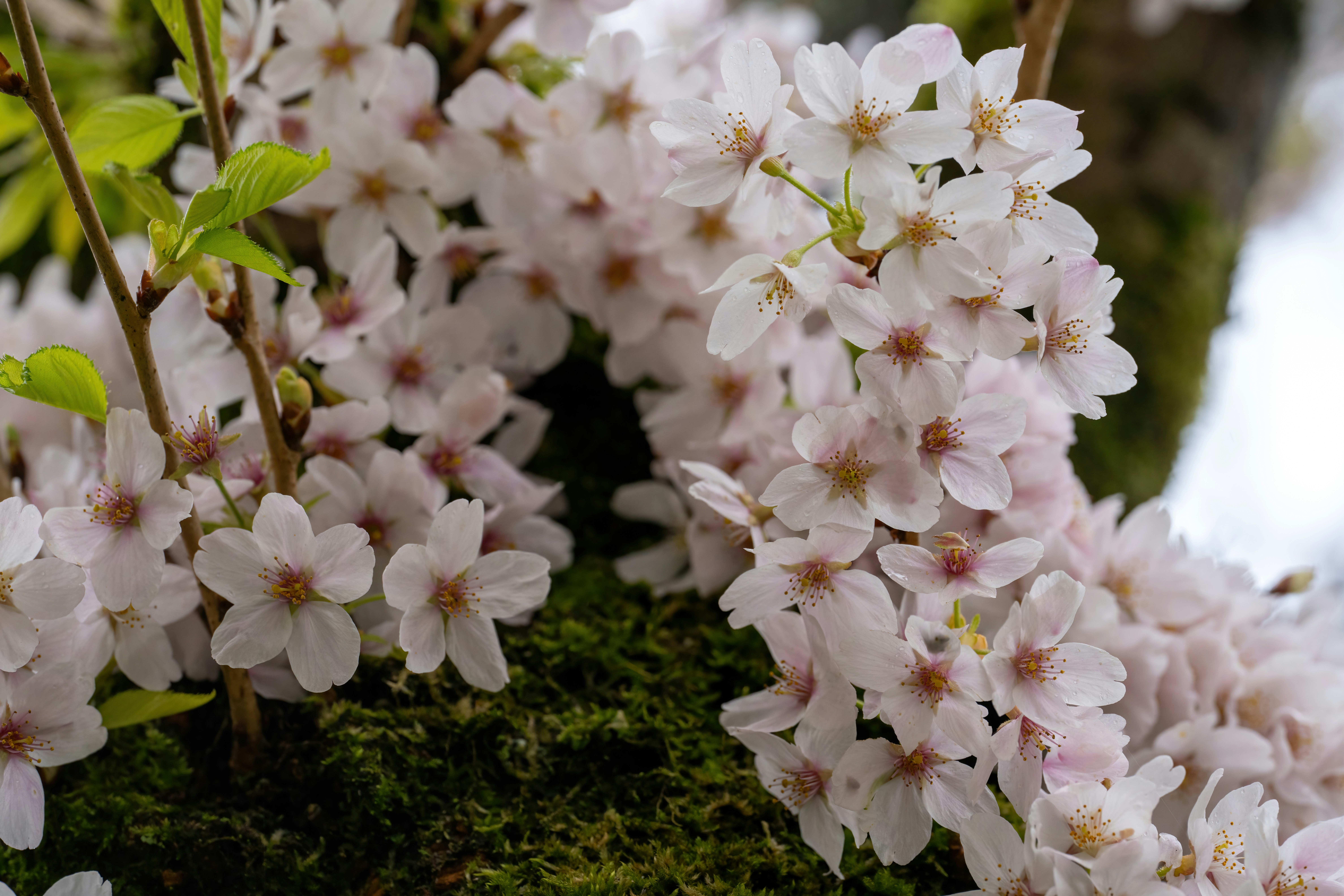 Petal Mosaic on Moss: Sakura Blooms by the Forest Floor