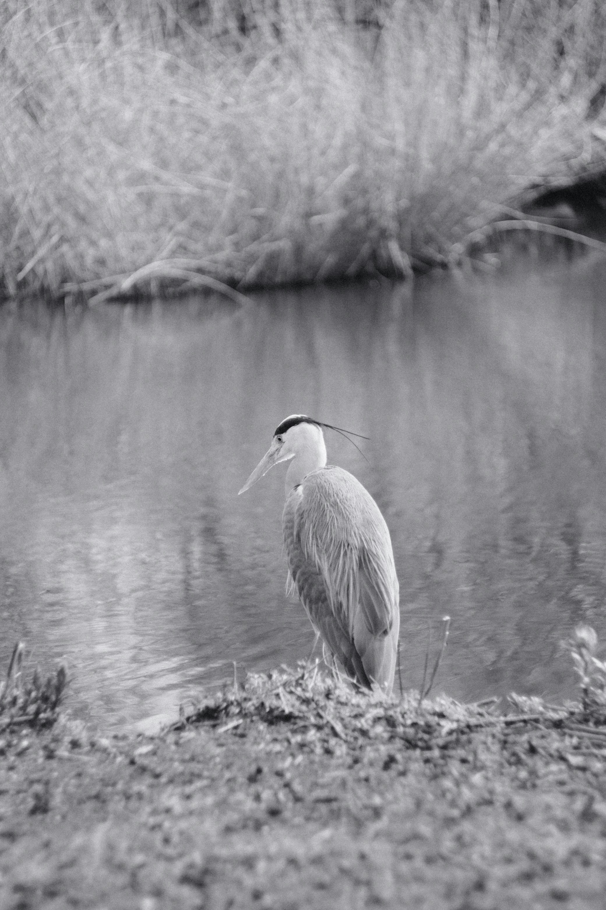 Serene Egret by the Riverbank