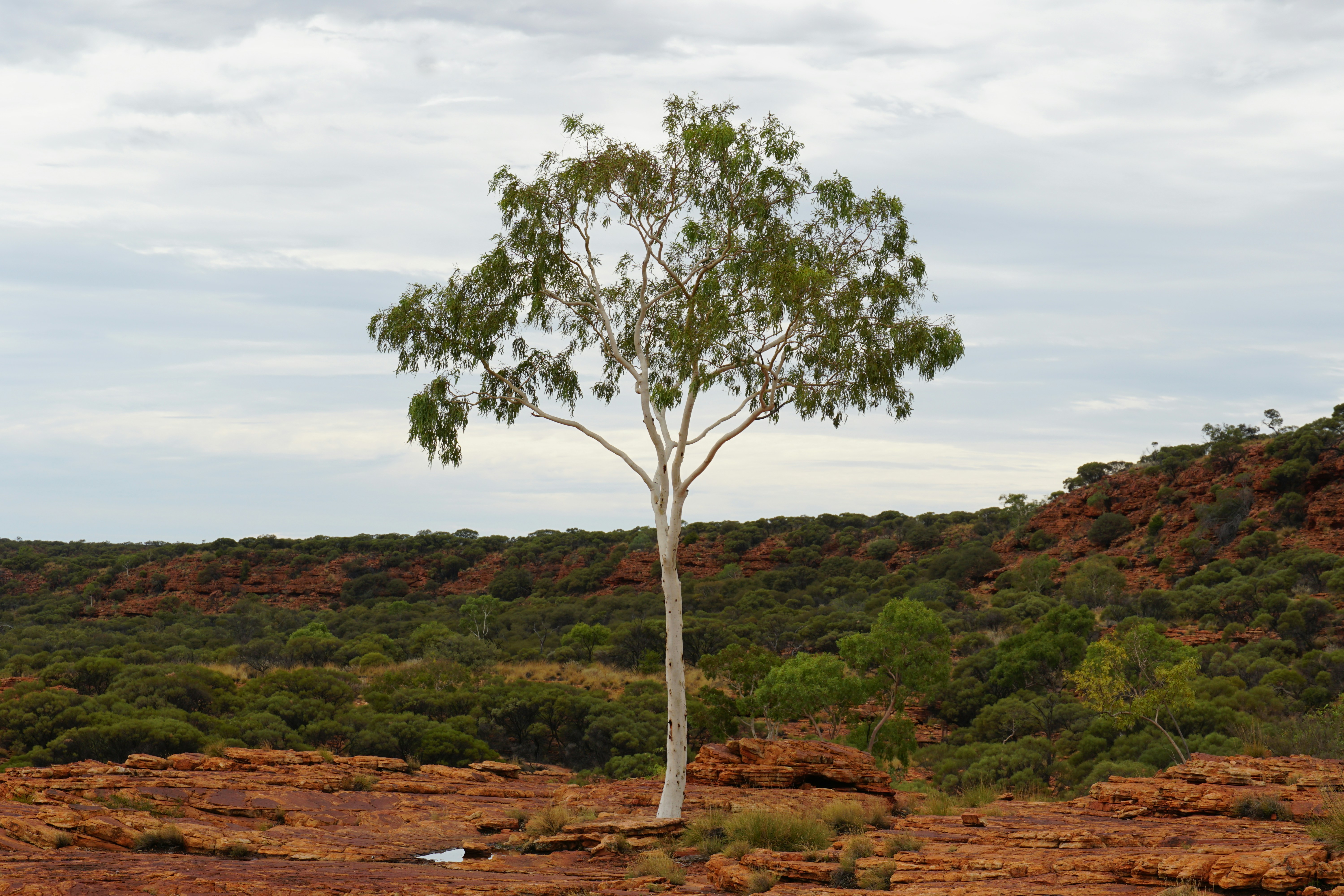 Australian Aboriginal Pictures | Download Free Images on Unsplash