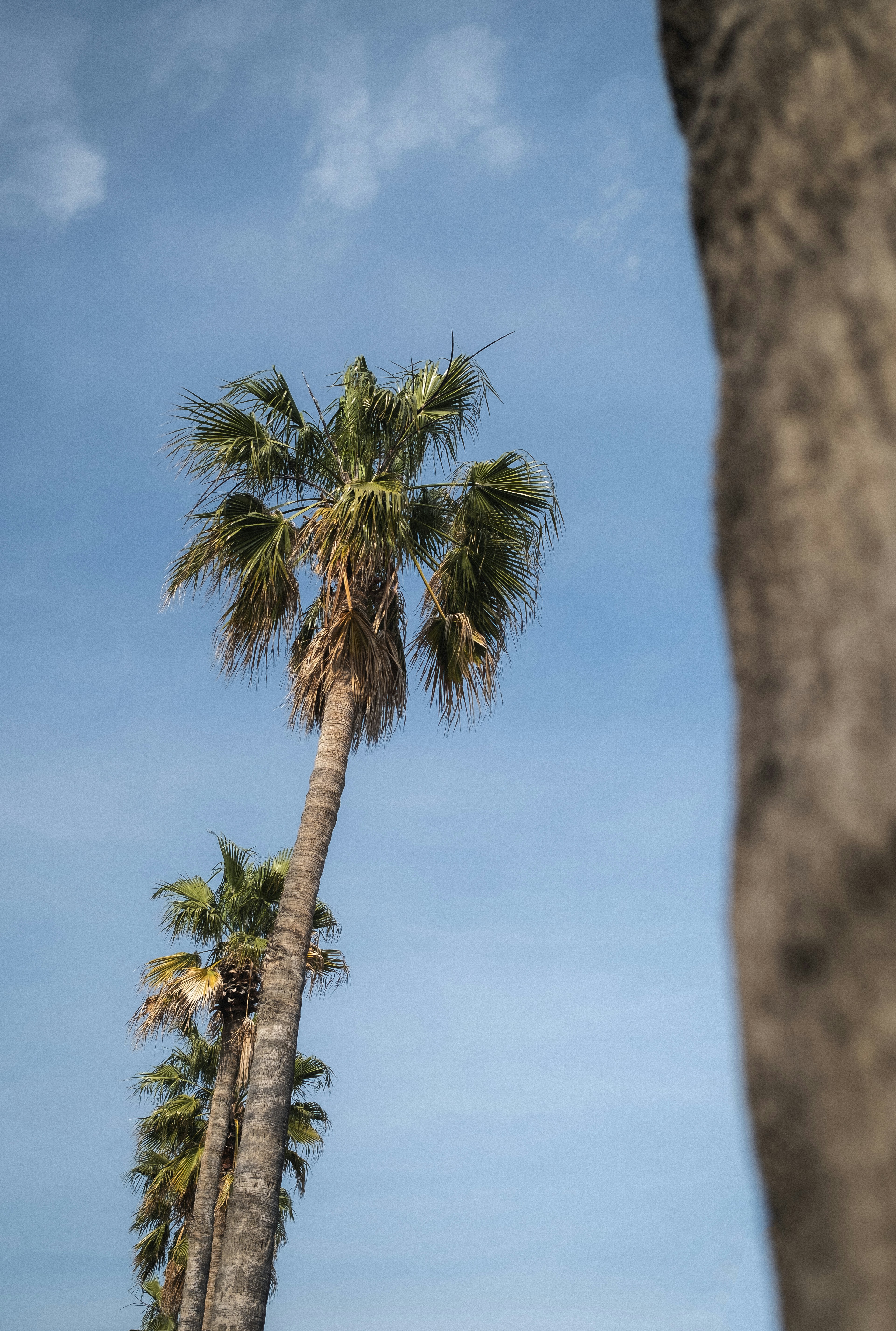 Skyward Row: Palms Reaching Toward a Calm Afternoon
