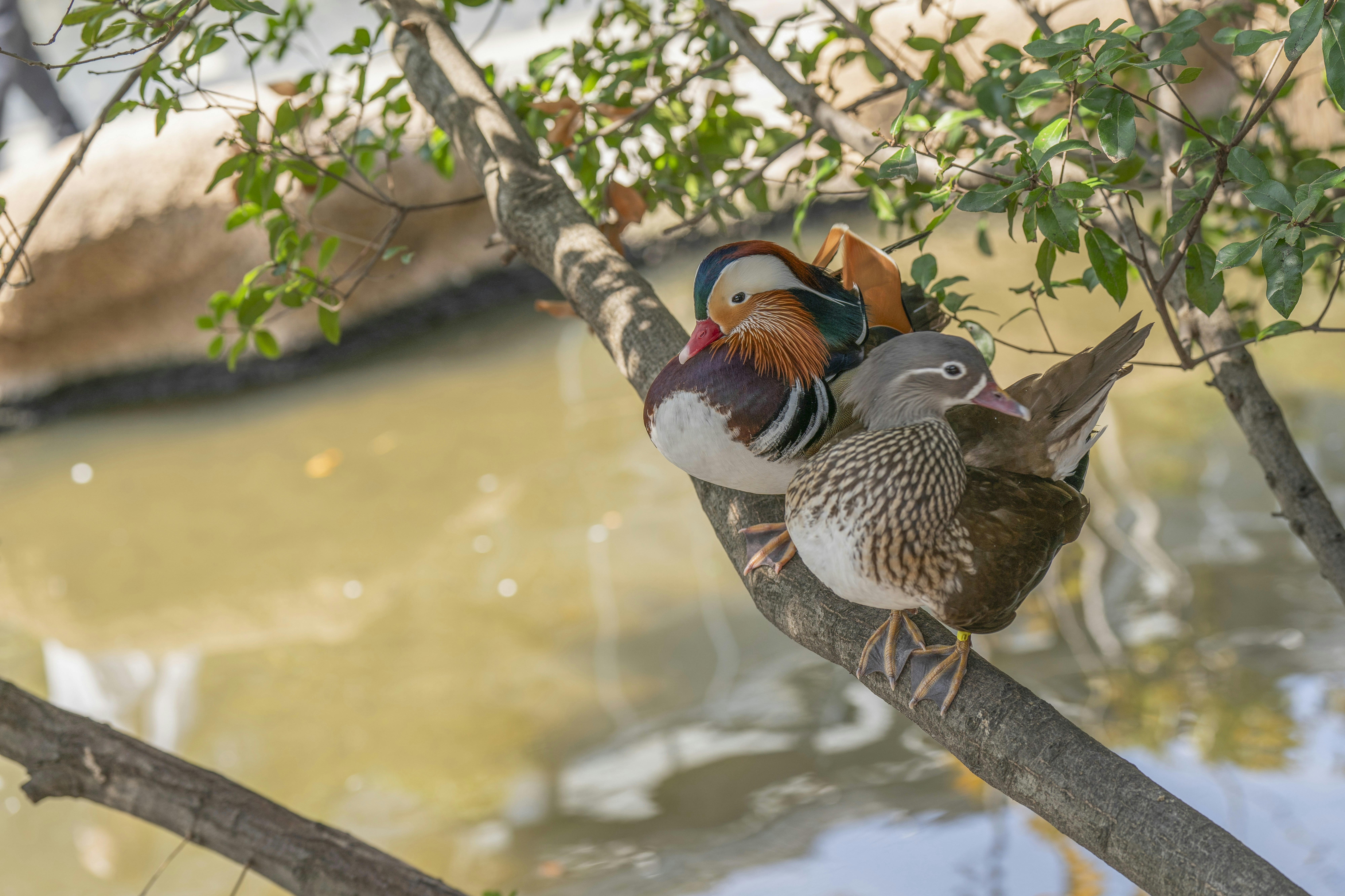 Two Mandarin Ducks Perched in Dappled Branch Light