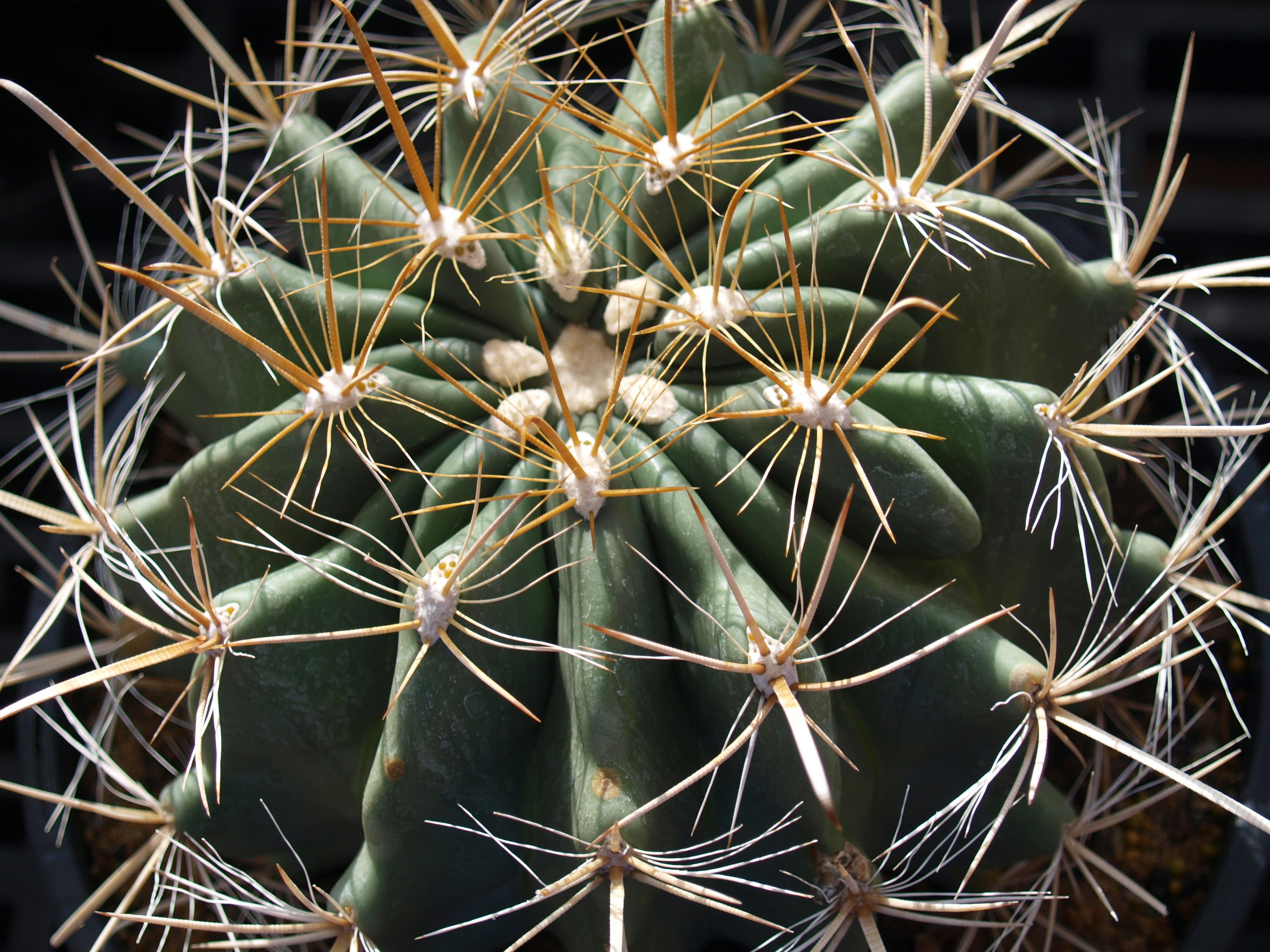Overhead close-up of barrel cactus.