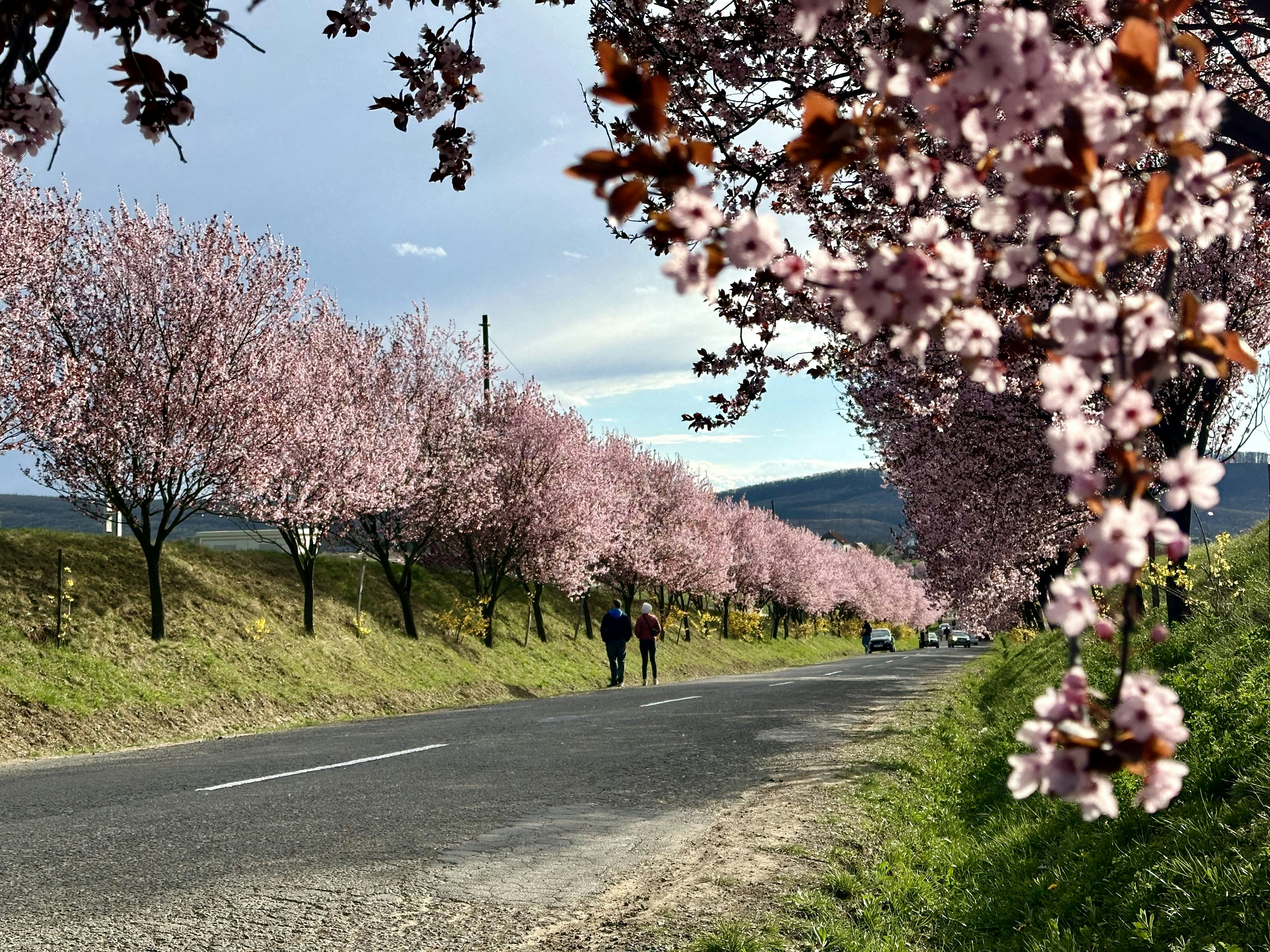 Spring Orchard Road: Two Walkers Beneath Blushing Blossoms