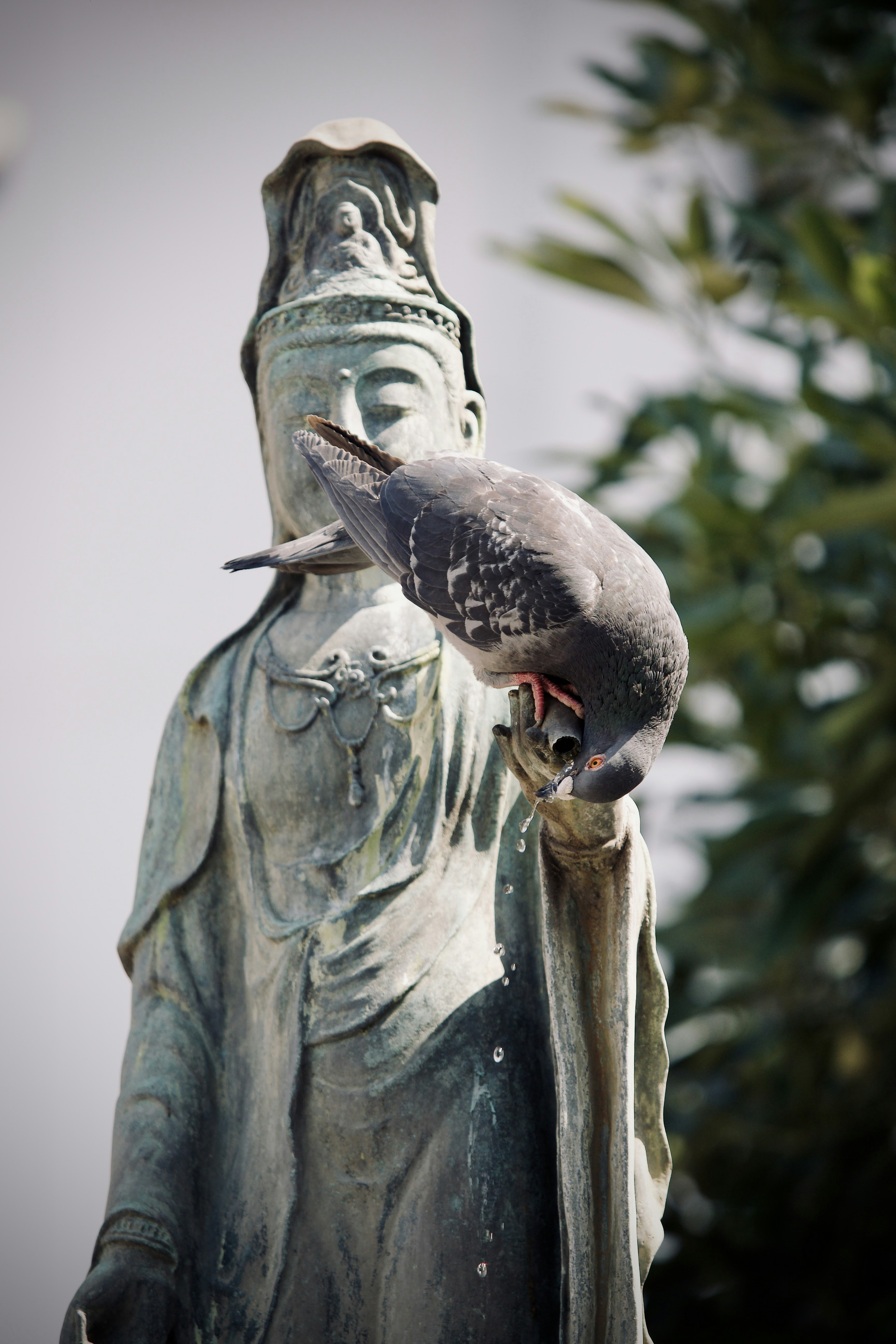 Feathered Pause on a Weathered Bodhisattva
