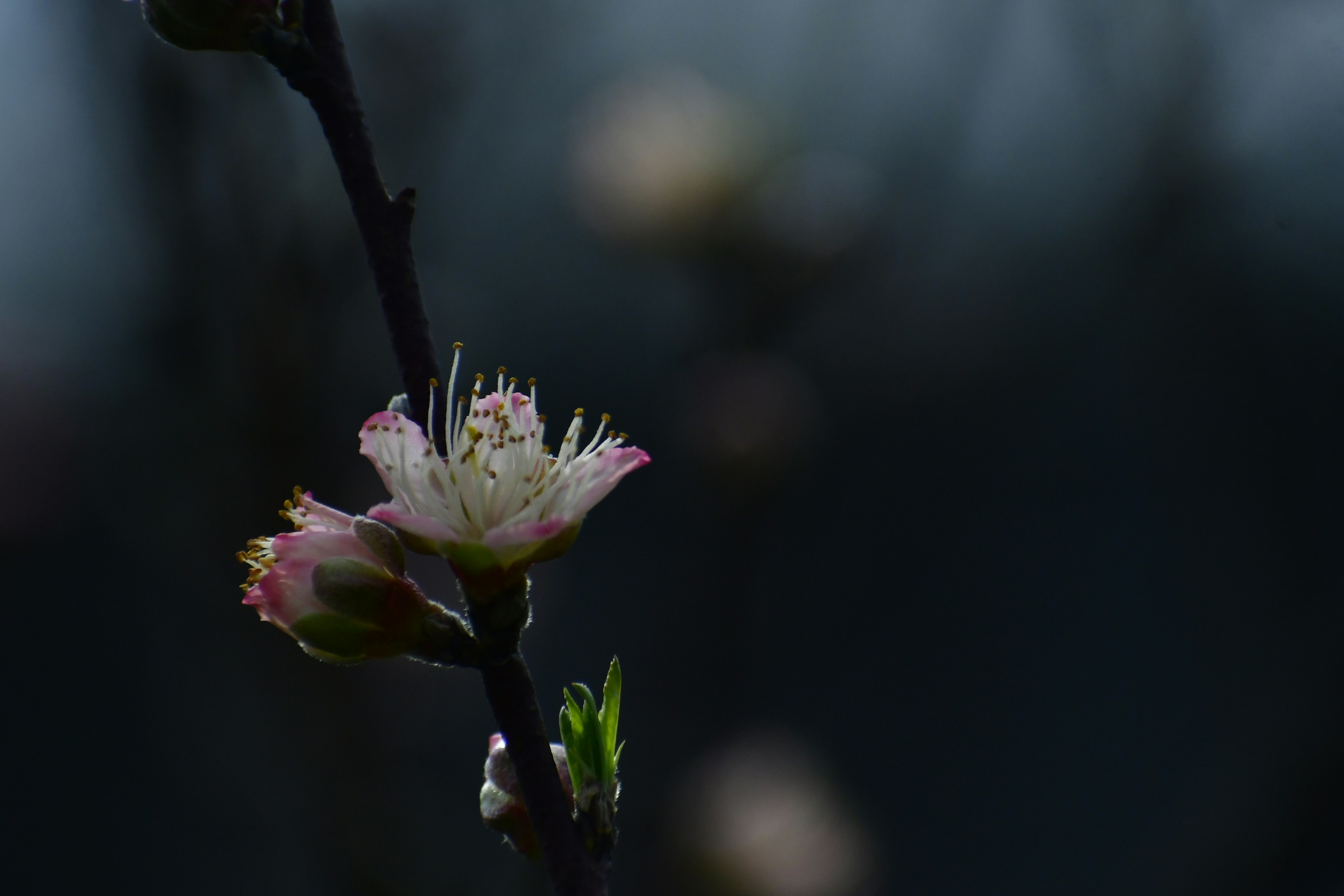 Dusky Pink Bloom on a Velvet Branch